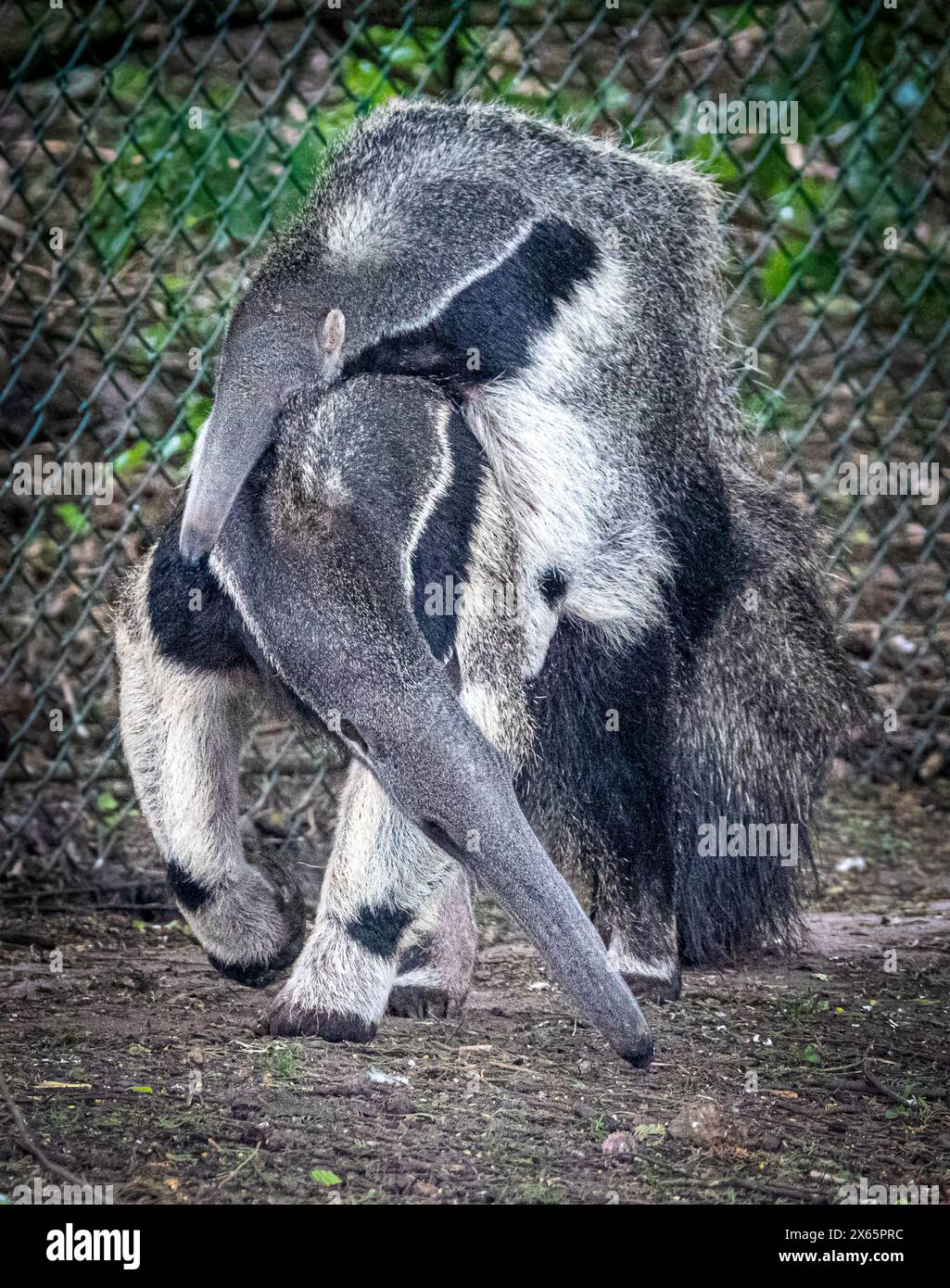 The baby anteater hitches a ride BLACKPOOL ZOO, ENGLAND HILARIOUS ...
