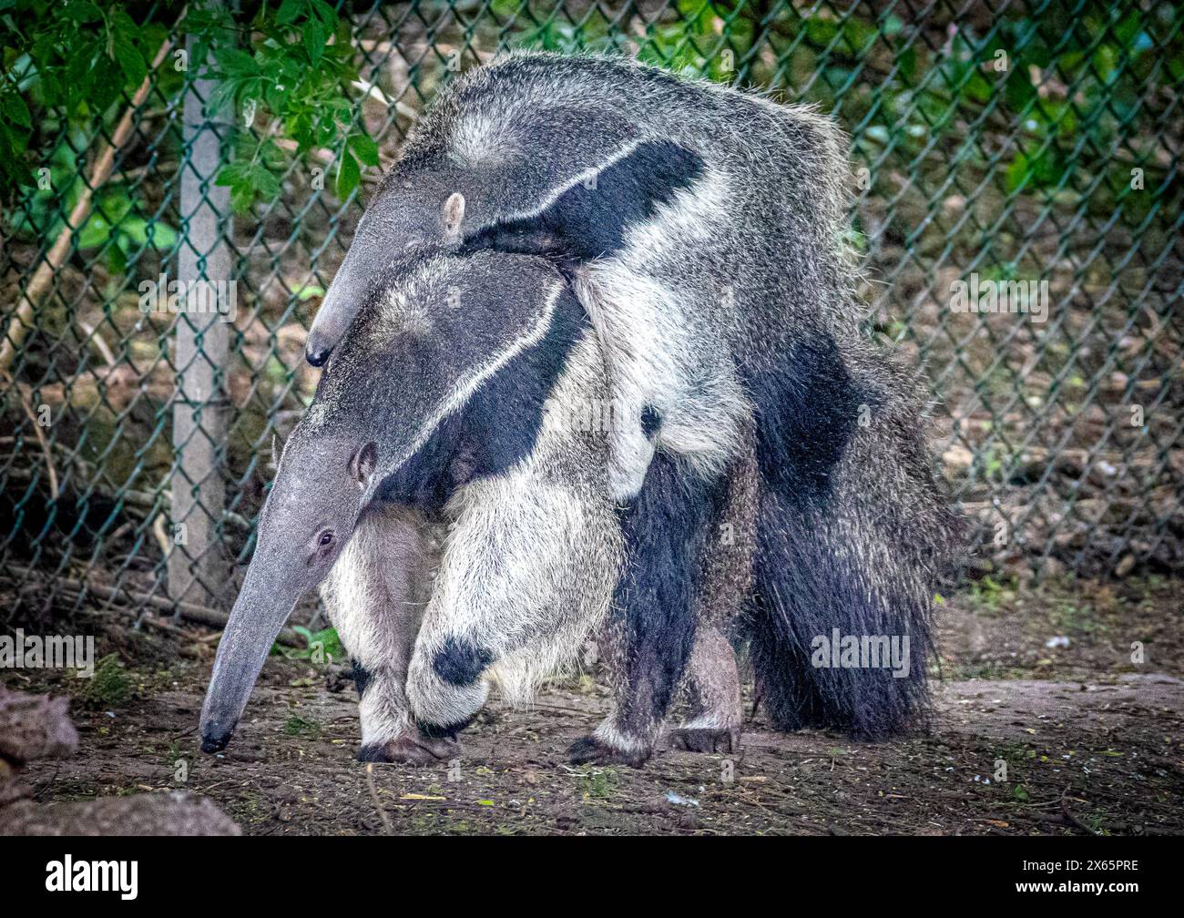 The baby anteater many have outgrown piggybacks BLACKPOOL ZOO, ENGLAND ...