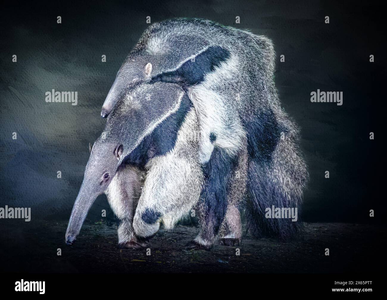 The baby giant anteater is living up to its name BLACKPOOL ZOO, ENGLAND HILARIOUS IMAGES of a ...