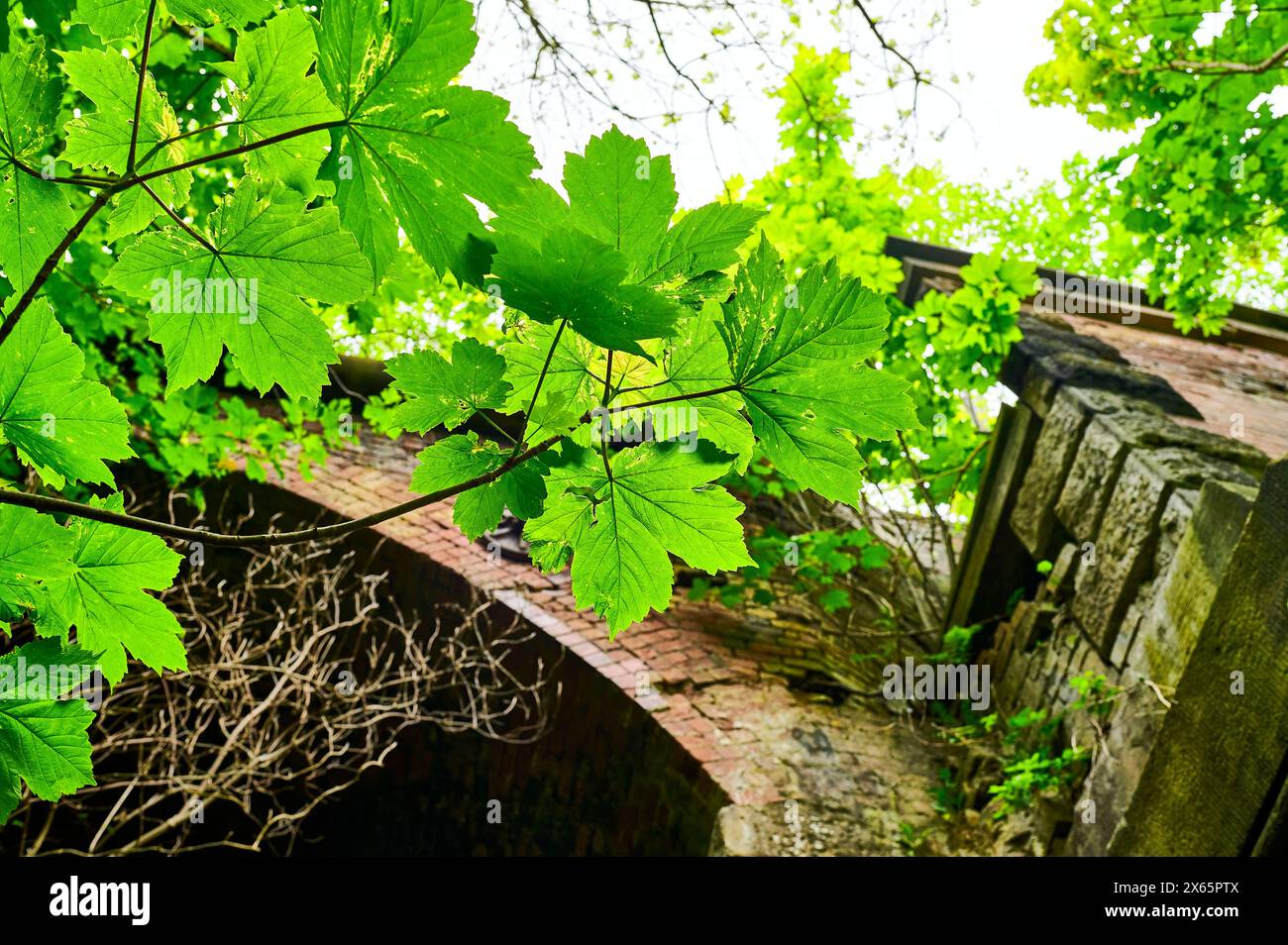 Old Victorian bridge part hidden under a canopy of leaves Stock Photo ...