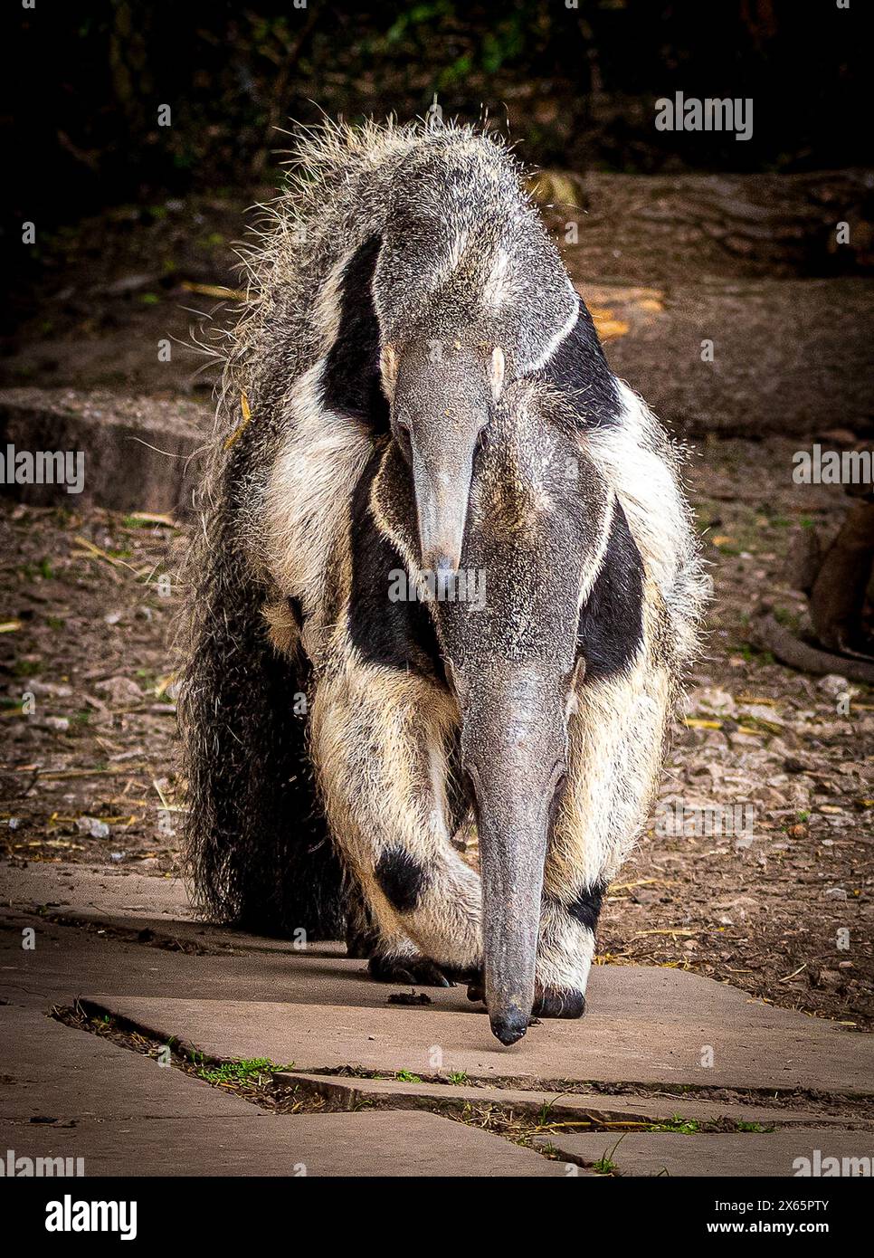 The giant anteater baby gets a ride from mum in the sun BLACKPOOL ZOO ...