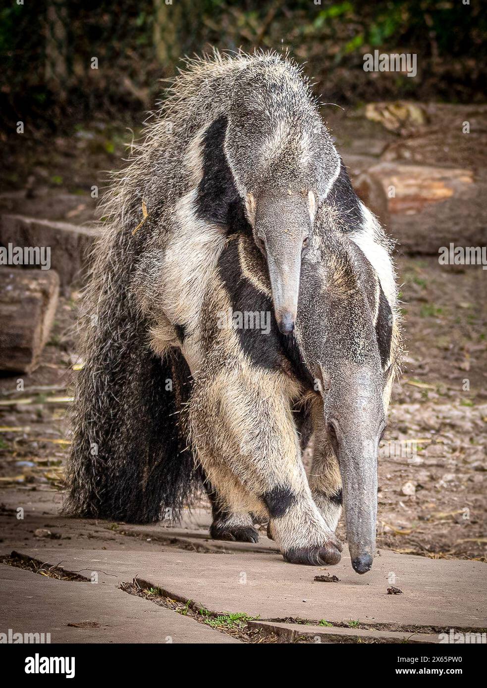 The mother giant anteater carries her baby even though it is outgrowing ...