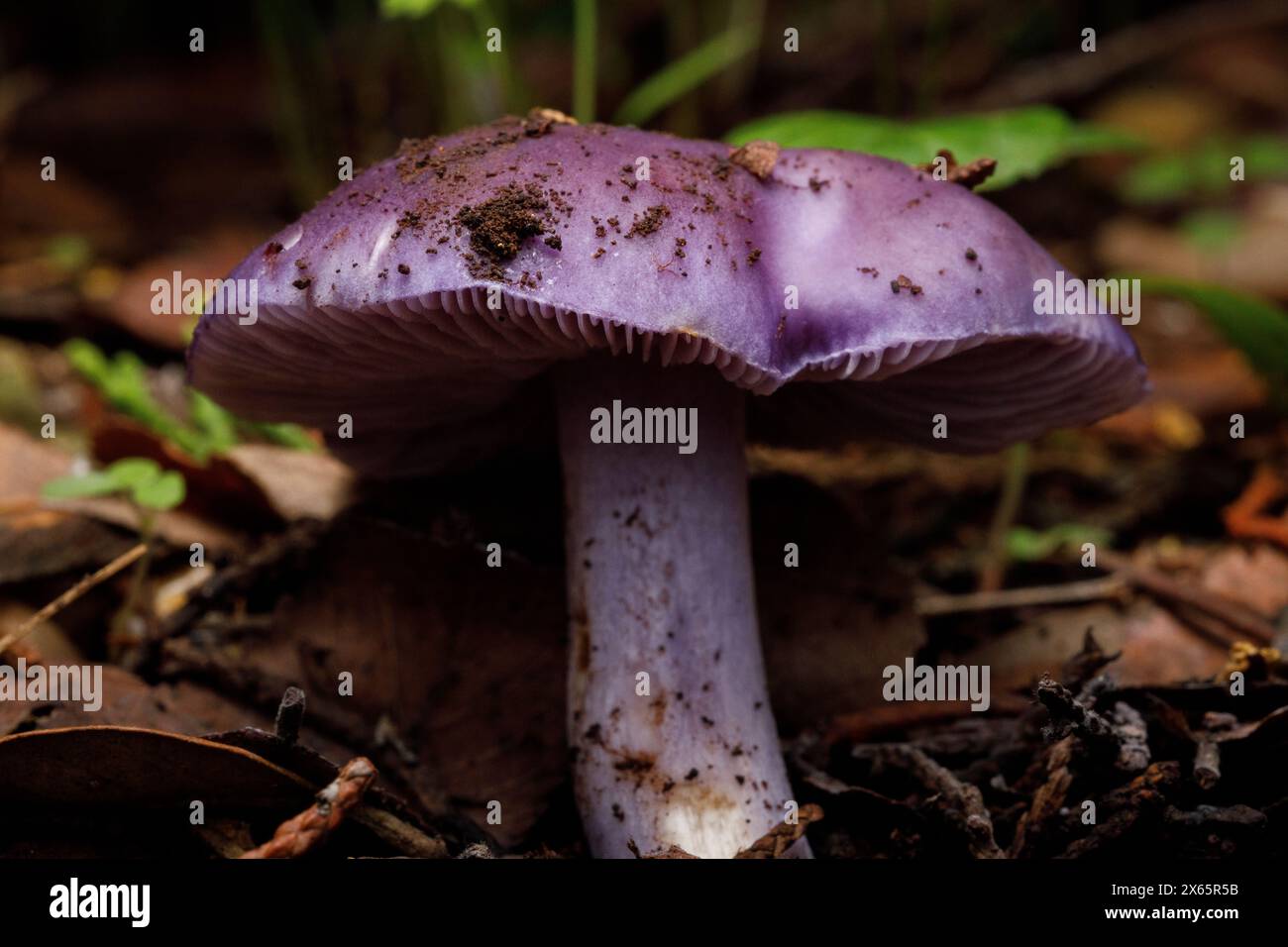 Purple mushroom known as Wood Blewit Stock Photo - Alamy
