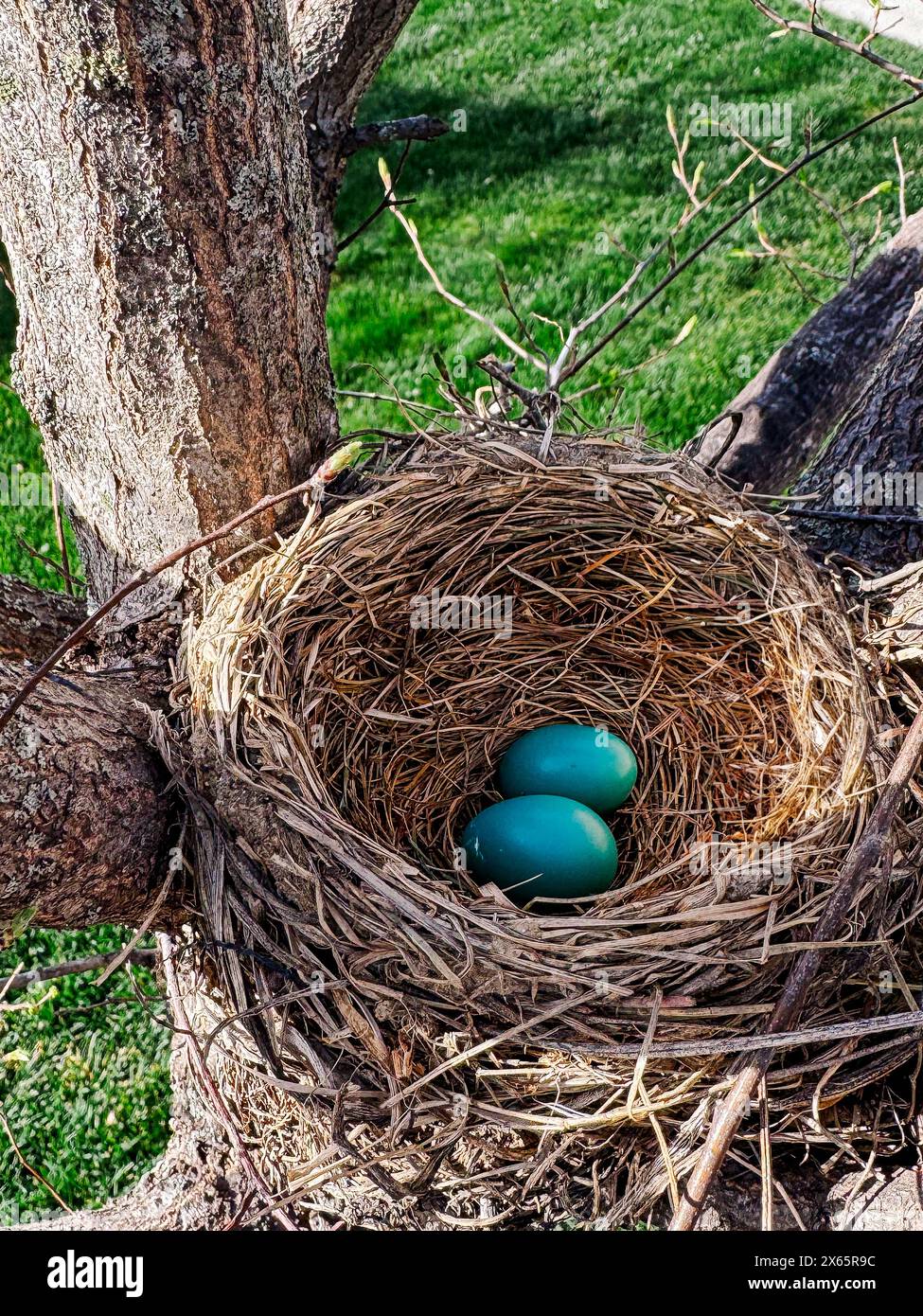 Vibrant robin eggs nestled in tree branches Stock Photo - Alamy