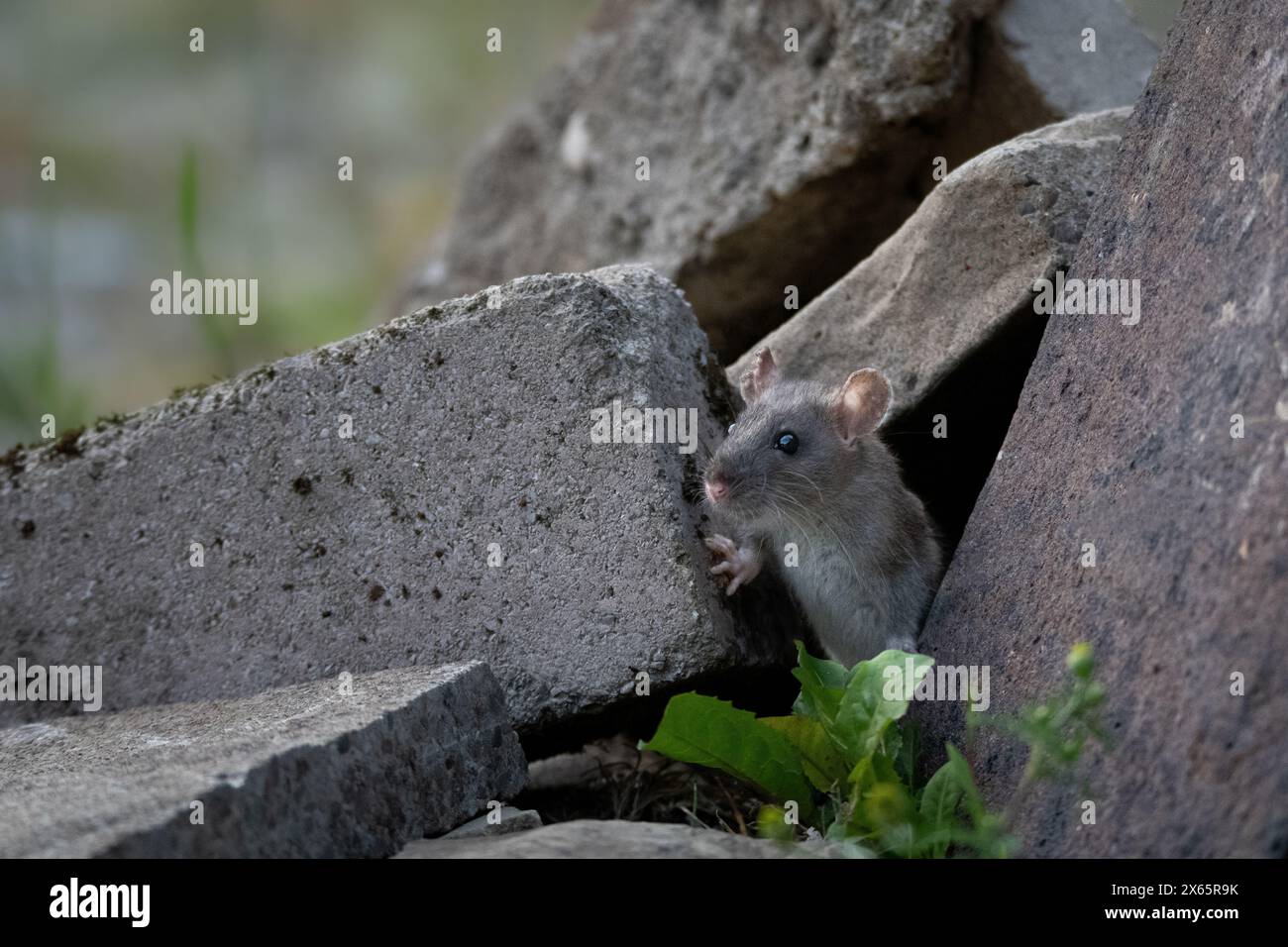 Peeping mouse hi-res stock photography and images - Alamy