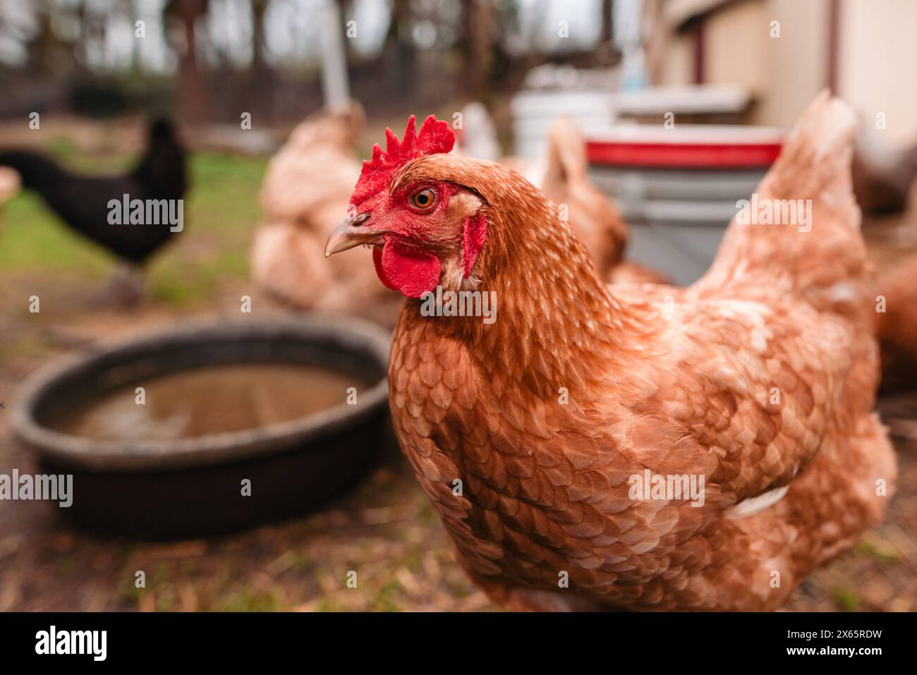 Close up of auburn chicken's face and body with farm scene behind Stock ...