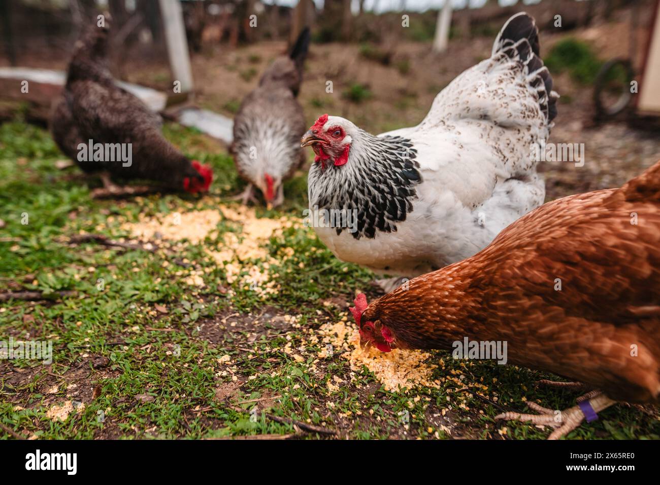 Low angle of four chickens eating corn off the grass Stock Photo - Alamy