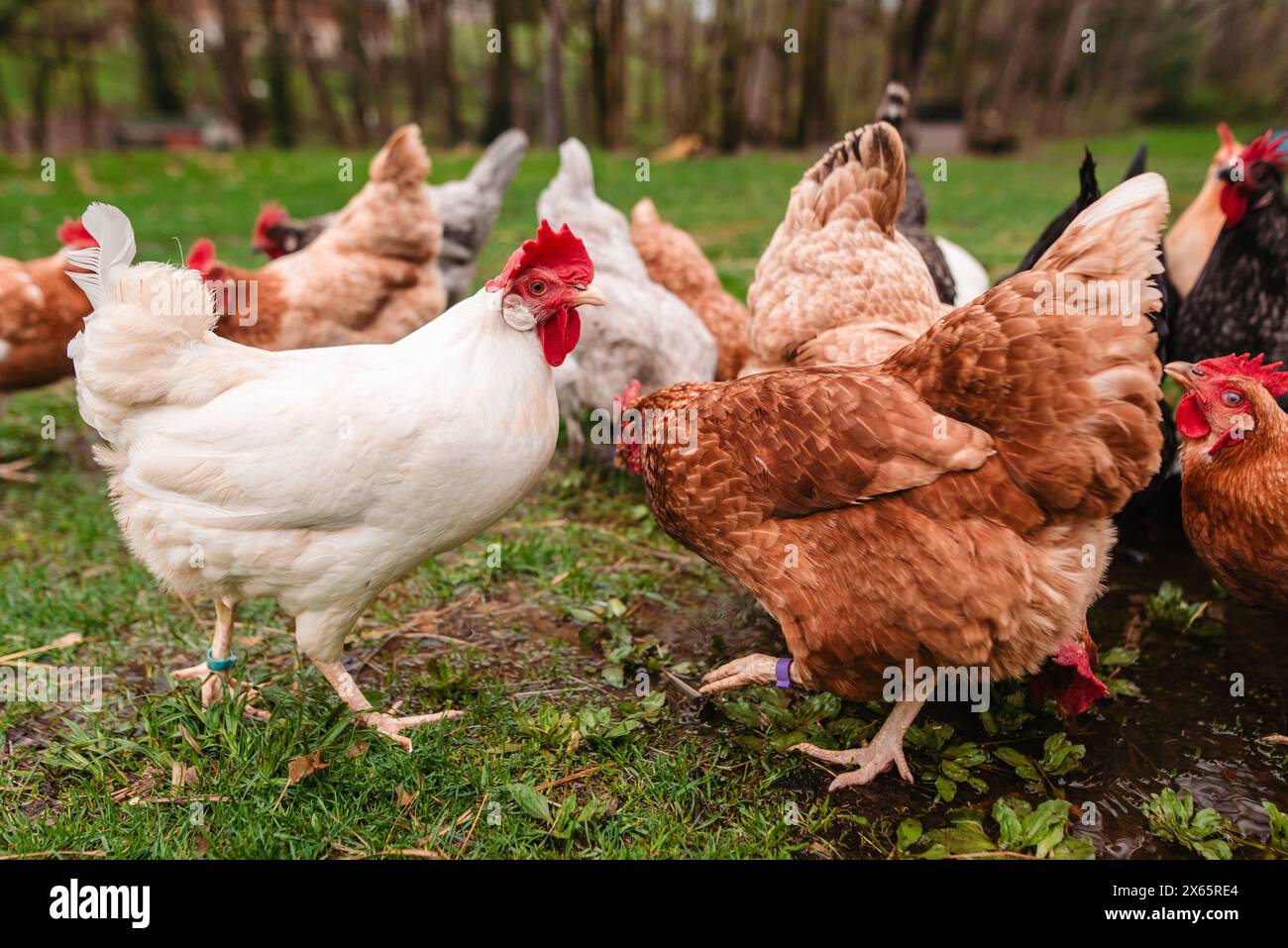 Low angle of white chicken standing next to feeding flock Stock Photo ...