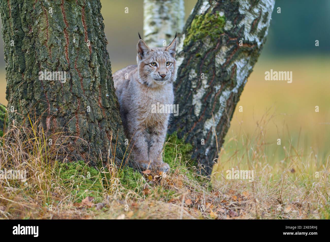 Eurasian lynx (Lynx lynx), on birch tree Stock Photo - Alamy