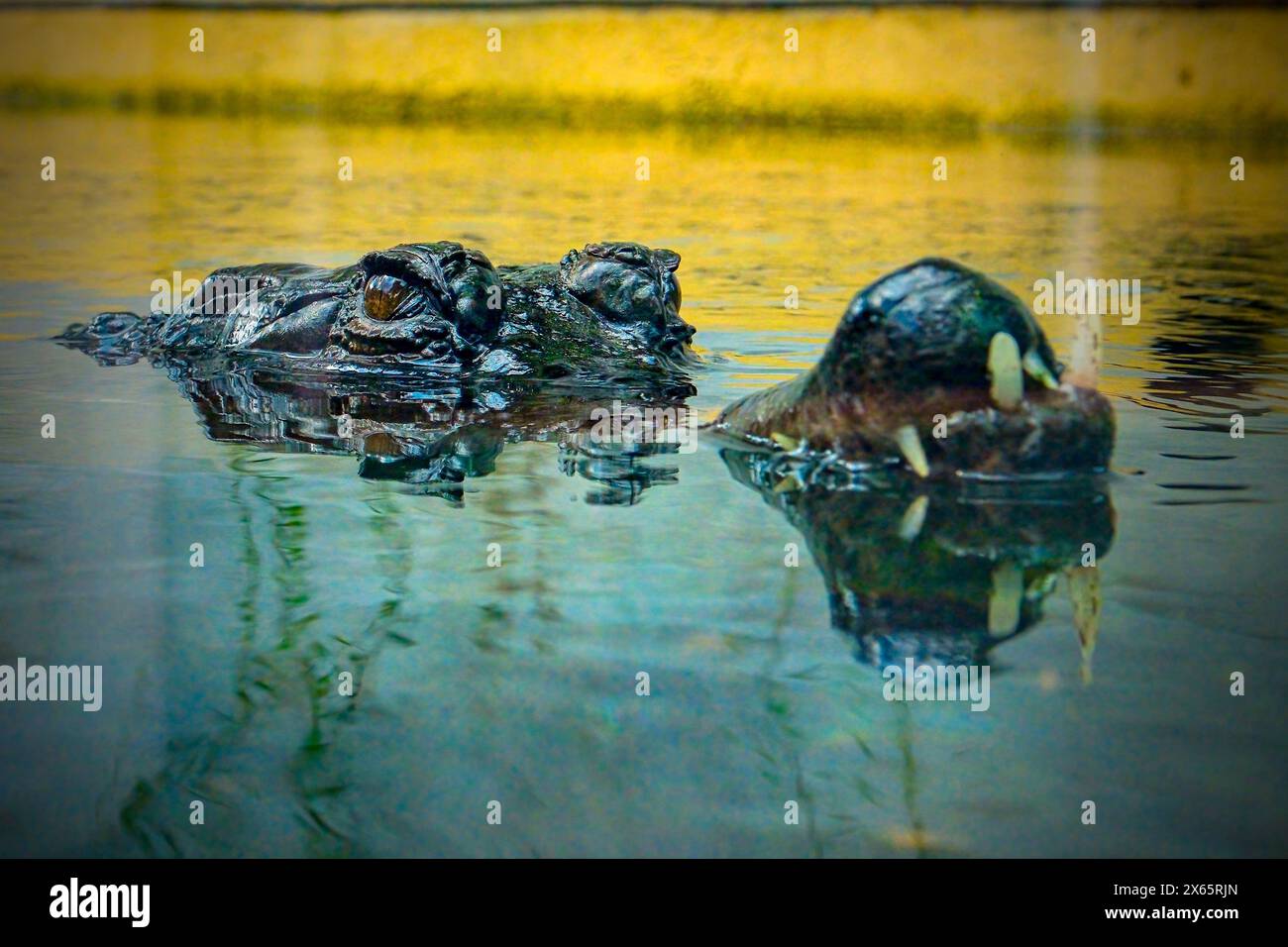 Beautiful crocodile hi-res stock photography and images - Alamy
