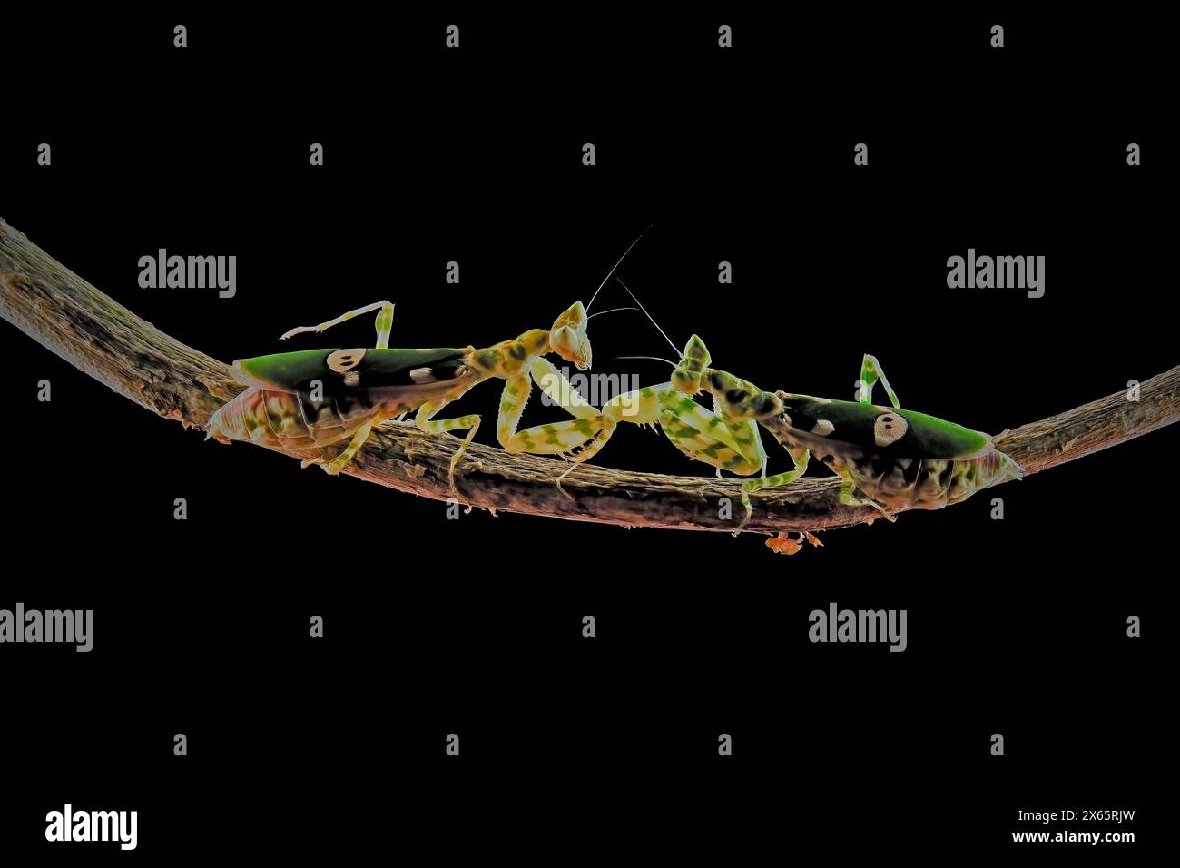 Fighting army mantis on branch Stock Photo - Alamy