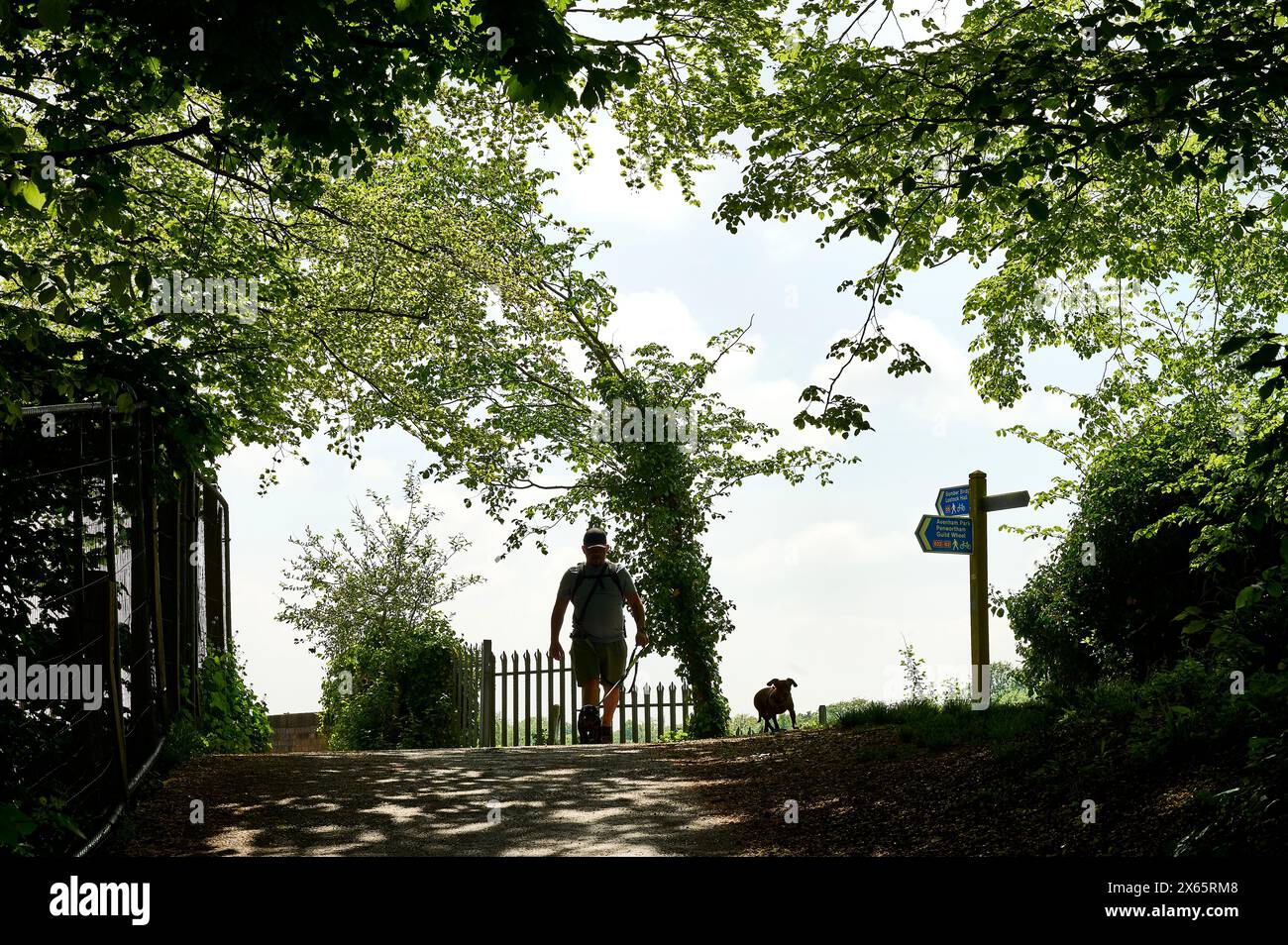 Silhouette of man walking dogs down tree lined path next to signpost ...
