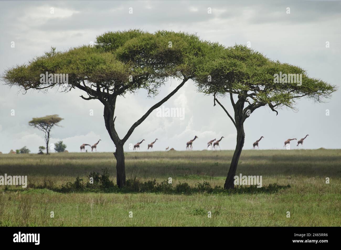 A line of giraffe walk across the endless plains of the Serenget Stock ...