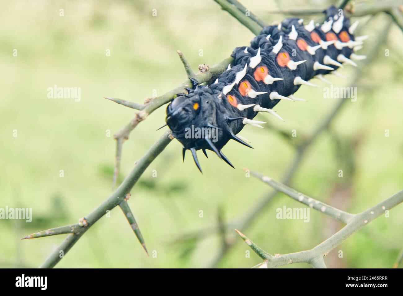 A spikey, colorful catapillar gives all the warning signs that i Stock ...