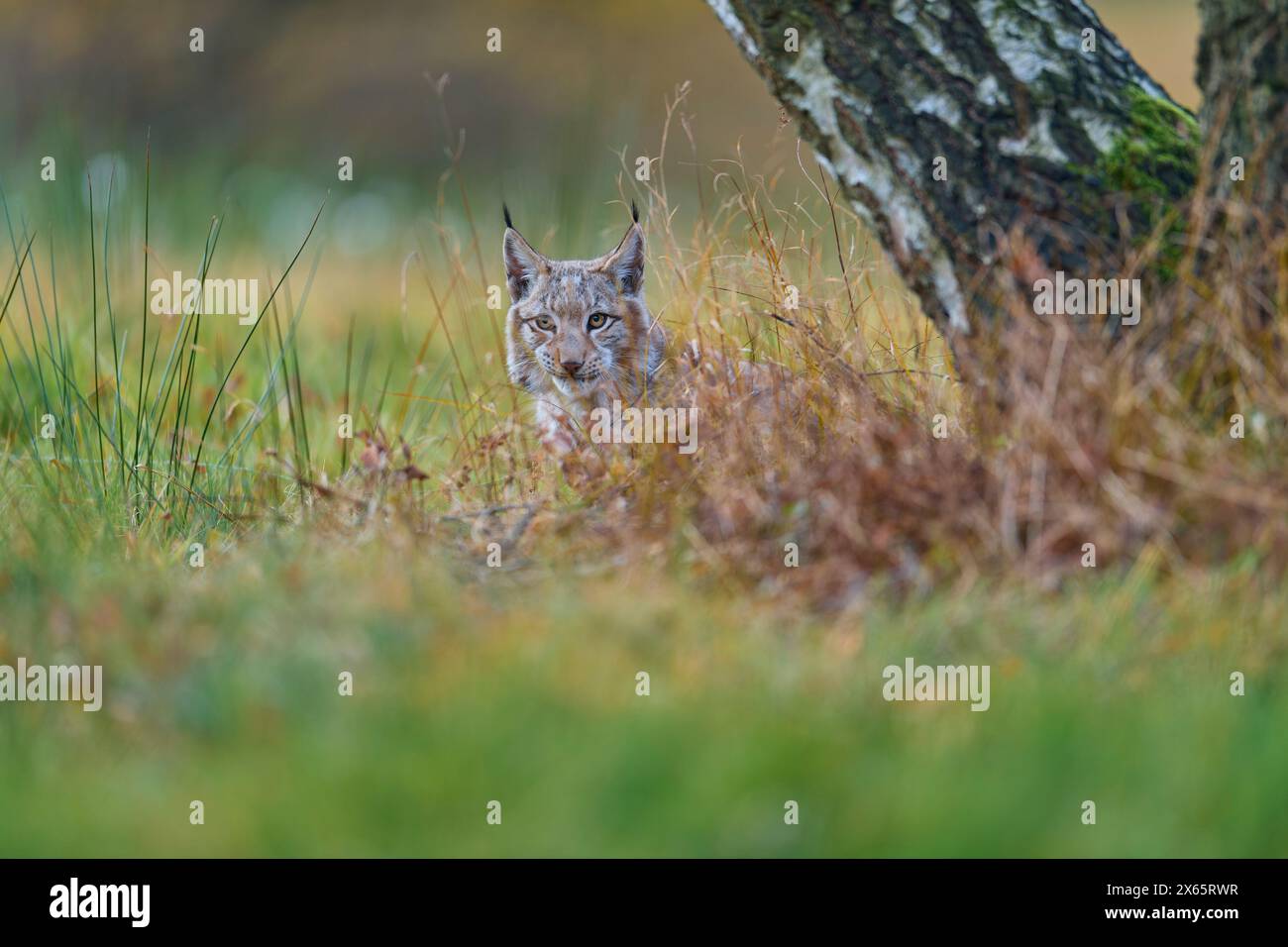 Eurasian lynx (Lynx lynx), on birch tree Stock Photo - Alamy