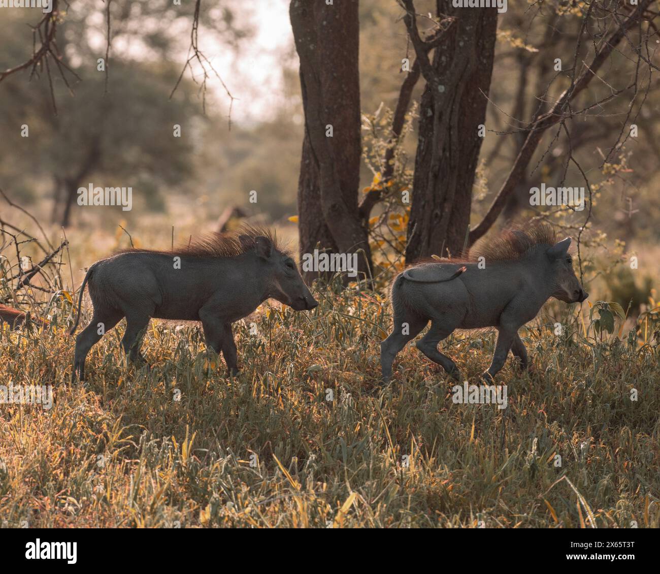 A family of warthogs in tall grass in an African forest Stock Photo - Alamy