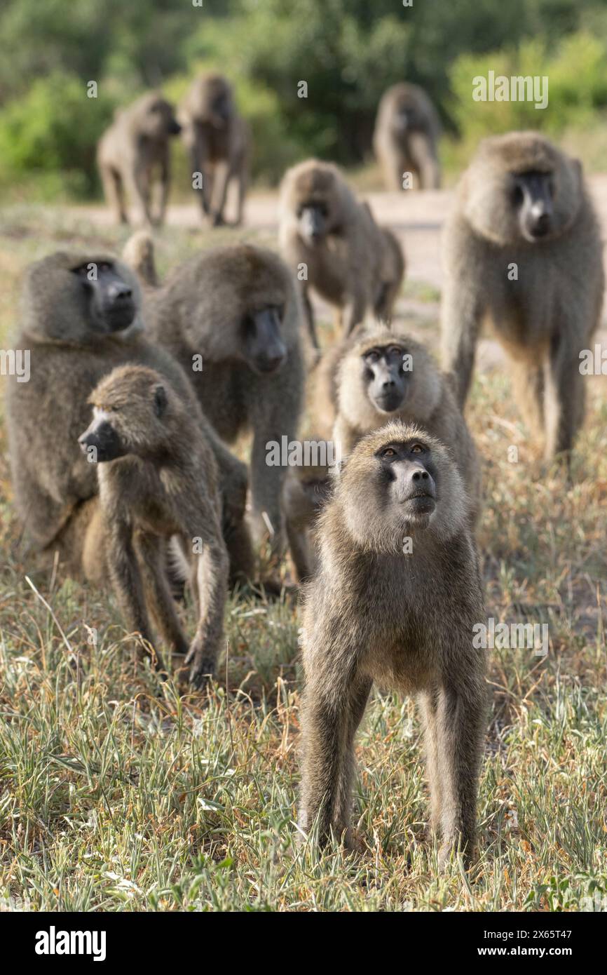 A troop of baboons on African prarie at sunrise Stock Photo - Alamy