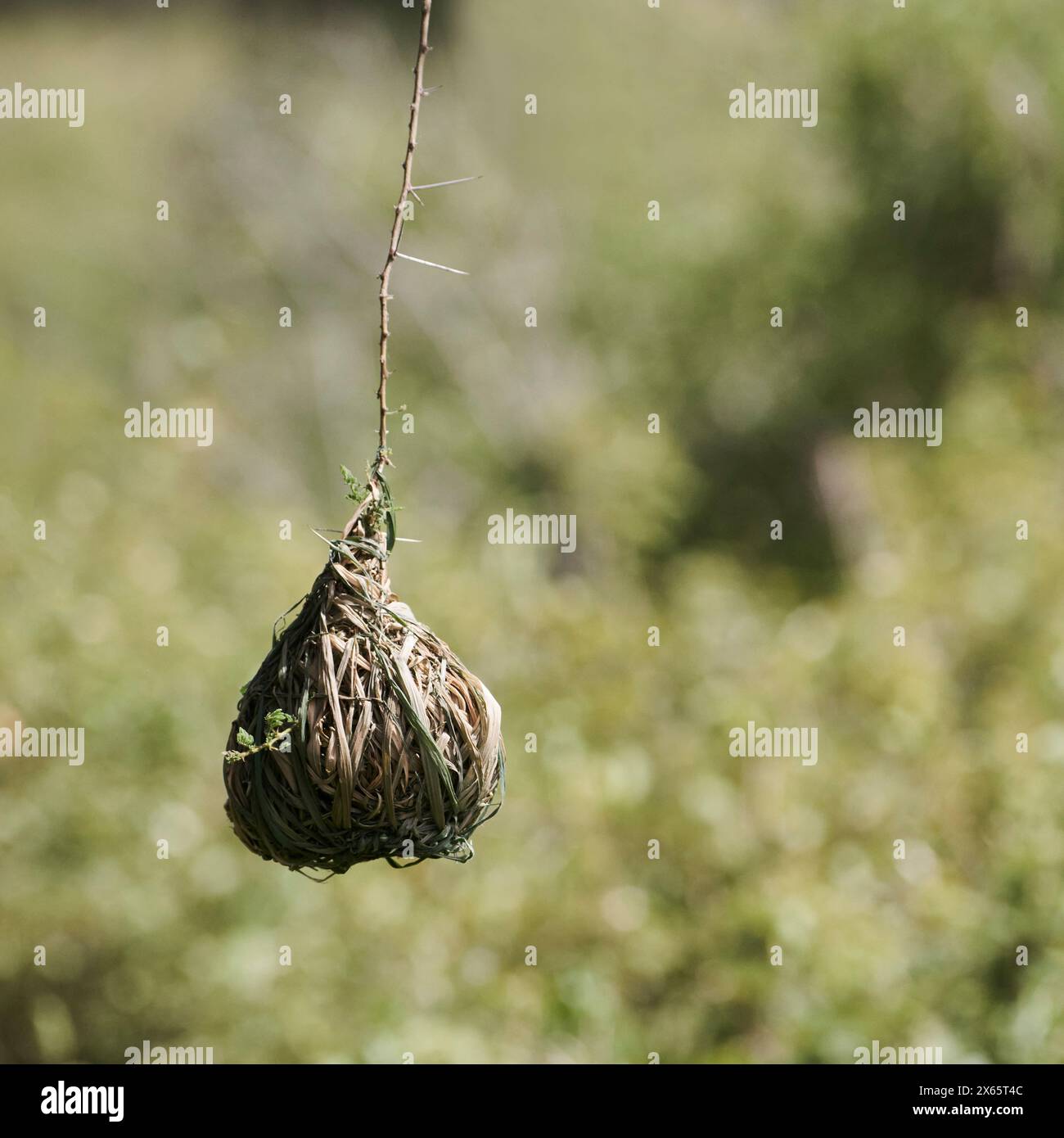 A bird complex nest, aptly named a basketweaver hangs from a tre Stock ...