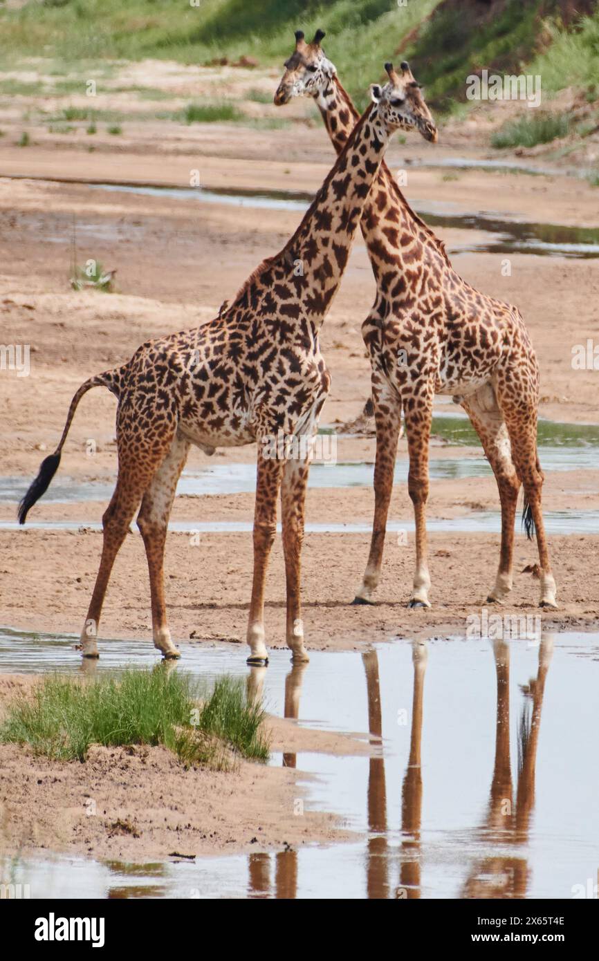 A bunch of giraffes take notice of the photographer, taking a br Stock ...