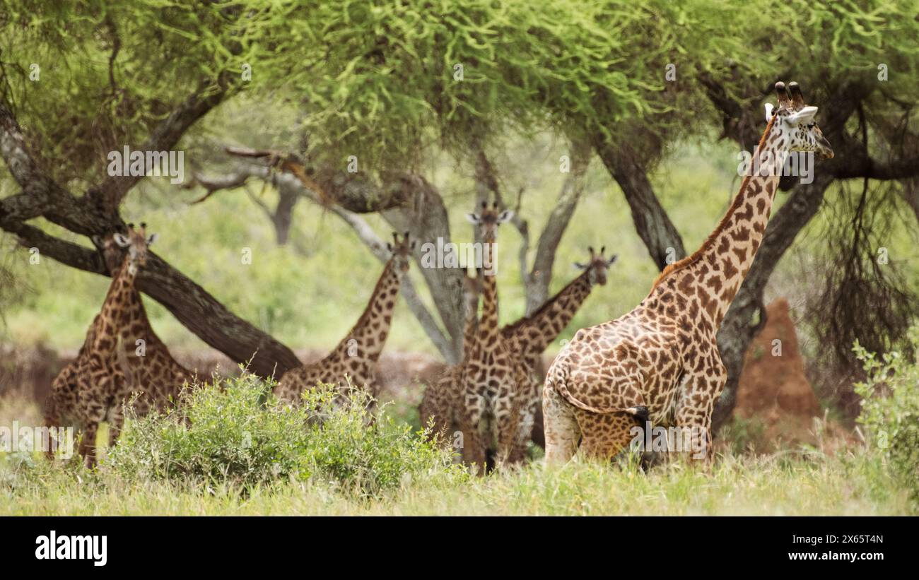 A bunch of giraffes take notice of the photographer, taking a br Stock ...