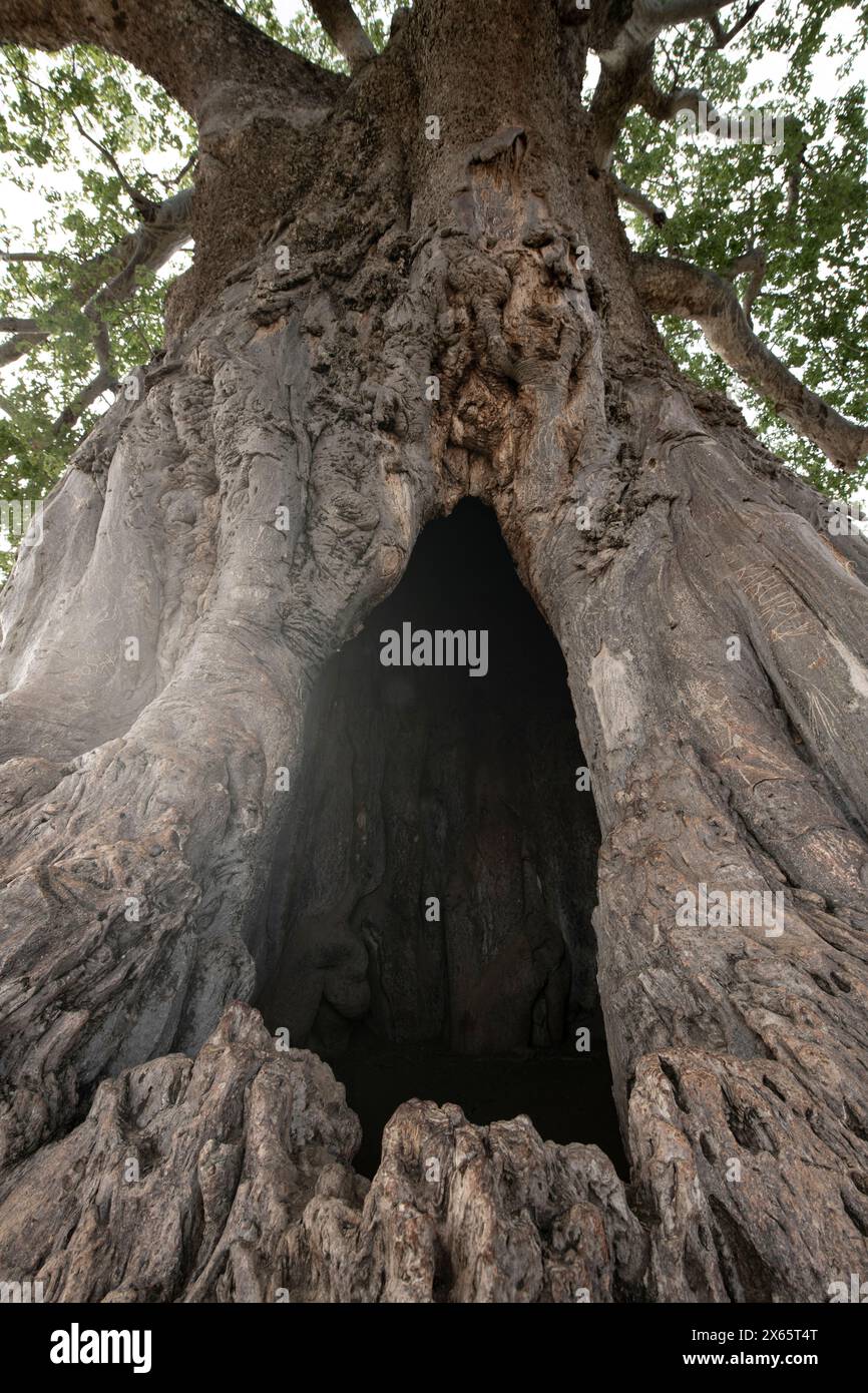A baobab tree with a large hole in it has become a haven for a b Stock ...