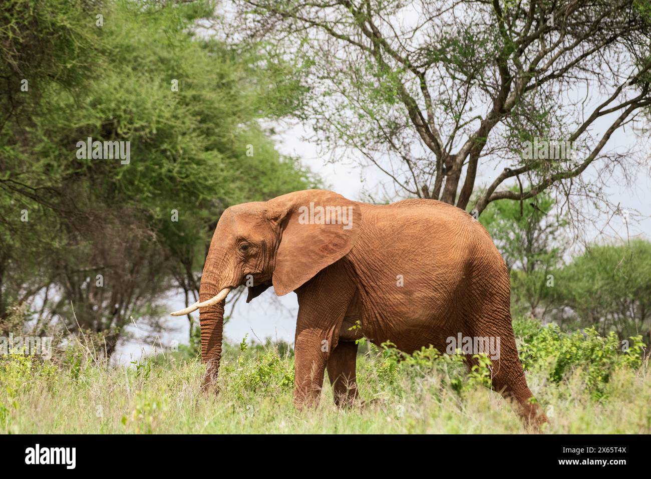 A elephant turn orange after cooling off in a muddy puddle Stock Photo ...