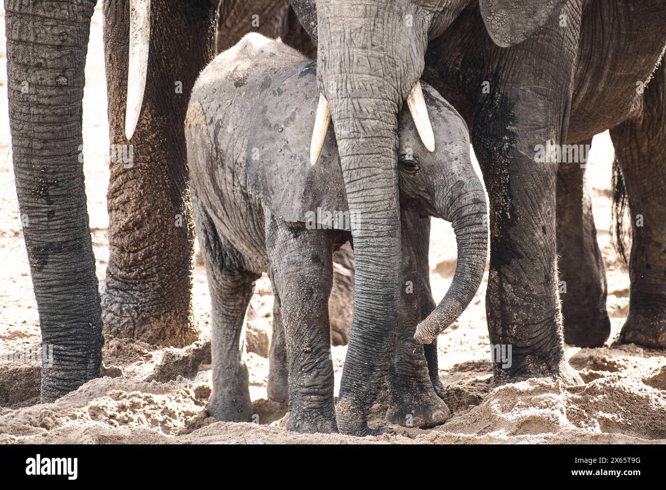 A baby elephant take refuge in the safety underneath his mother' Stock ...