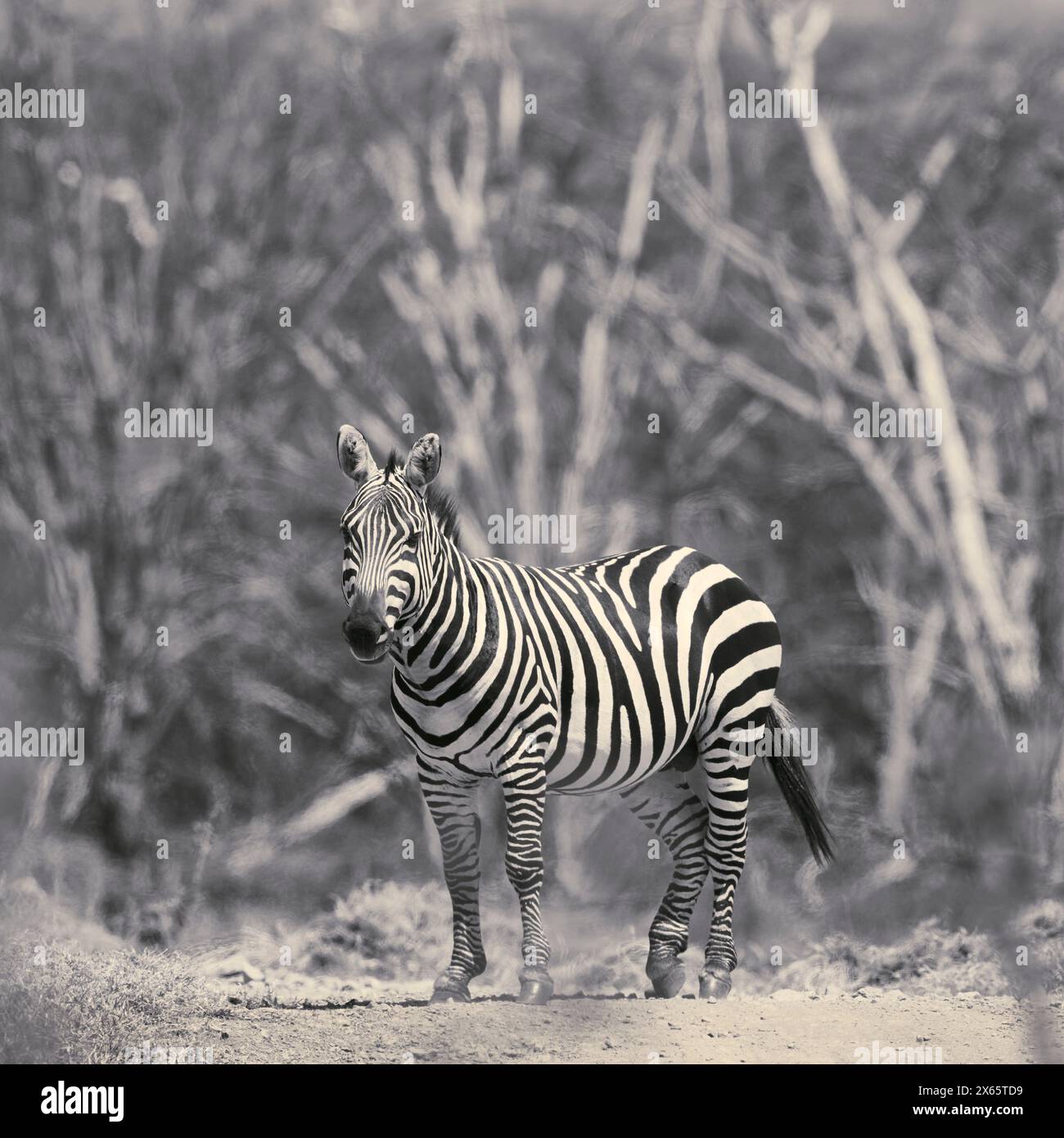 A black and white scene of zebra in the Kenyan countryside Stock Photo ...