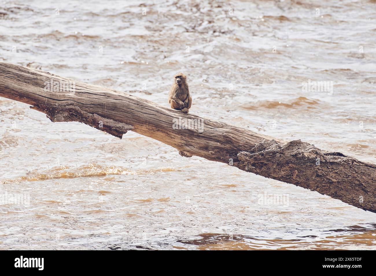 Baboons hang out on the safety of a fallen tree on a lake in Ken Stock ...