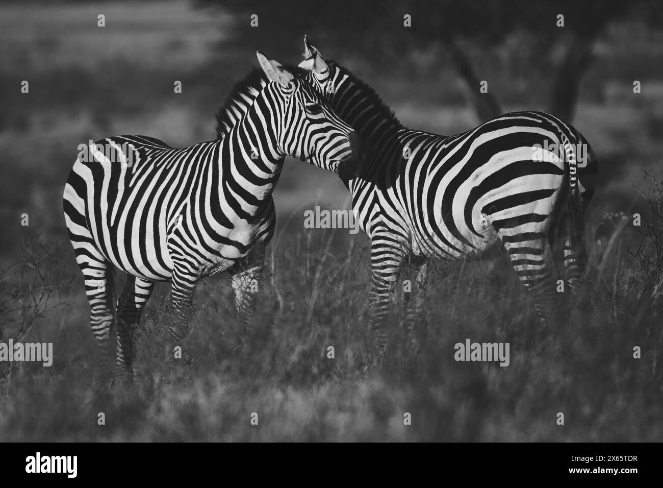 A black and white scene of zebra in the Kenyan countryside Stock Photo ...