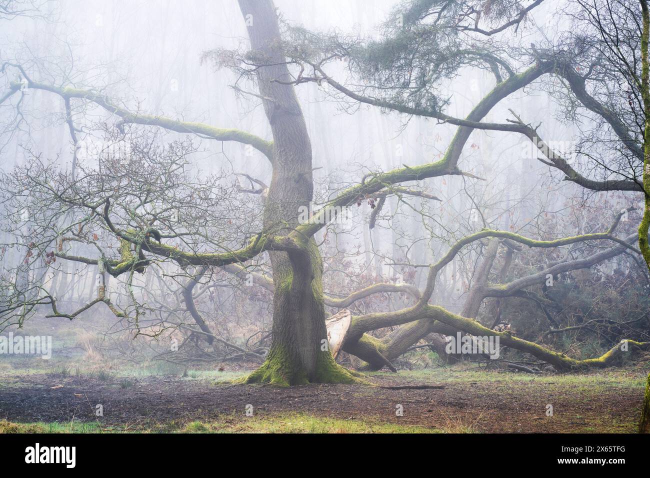 A large broken oak tree branch has been torn down dusing a spring storm ...