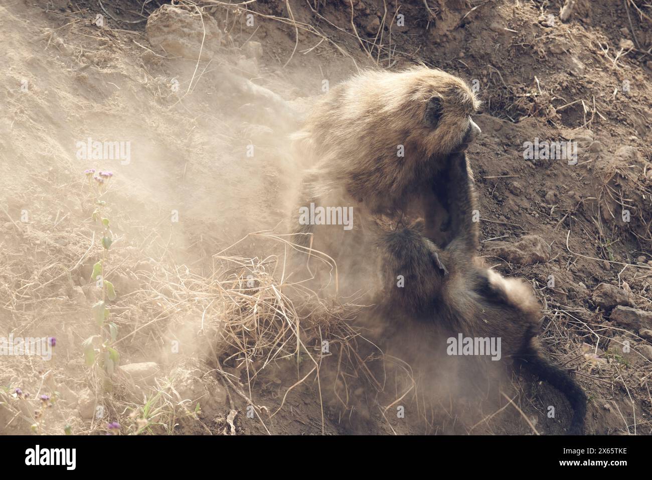 Kick up dust hi-res stock photography and images - Alamy