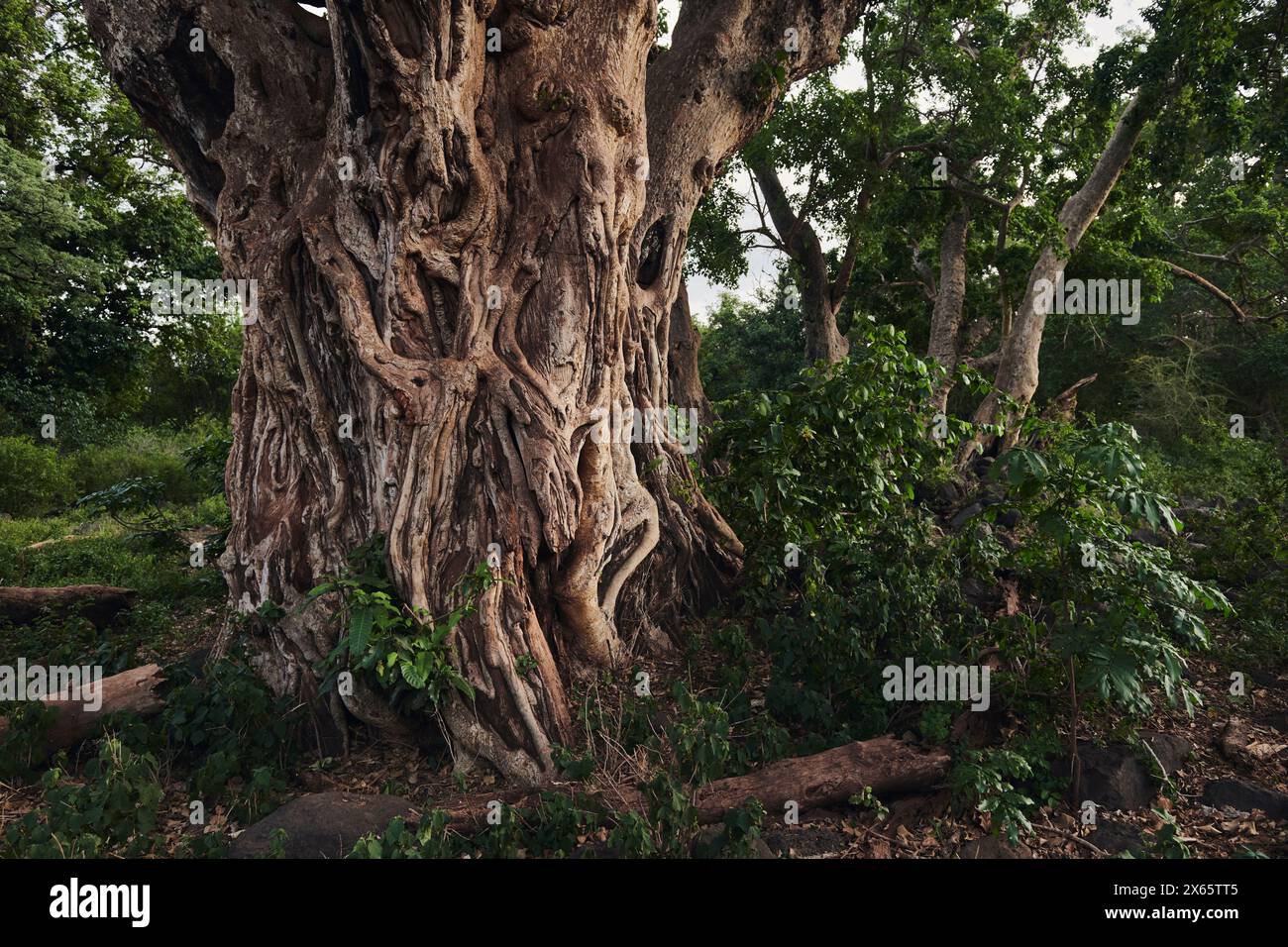 A large tree in the jungles of Tanzania Stock Photo - Alamy