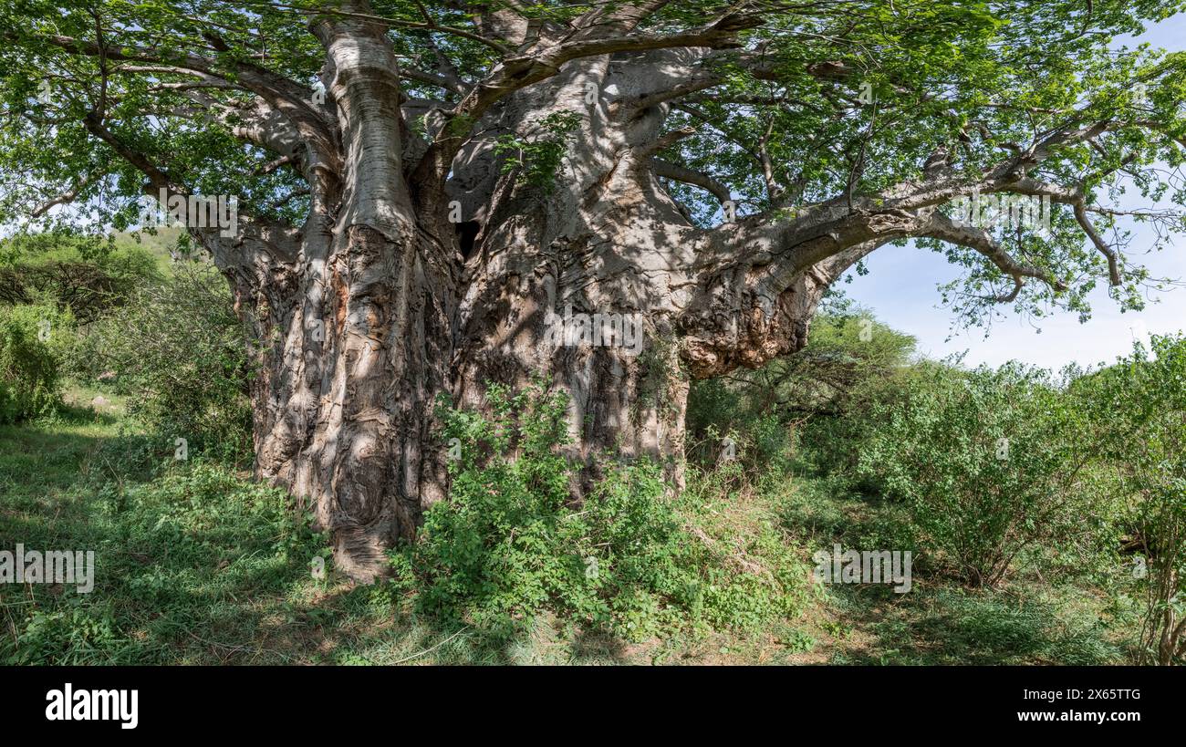 A large tree in the jungles of Tanzania Stock Photo - Alamy