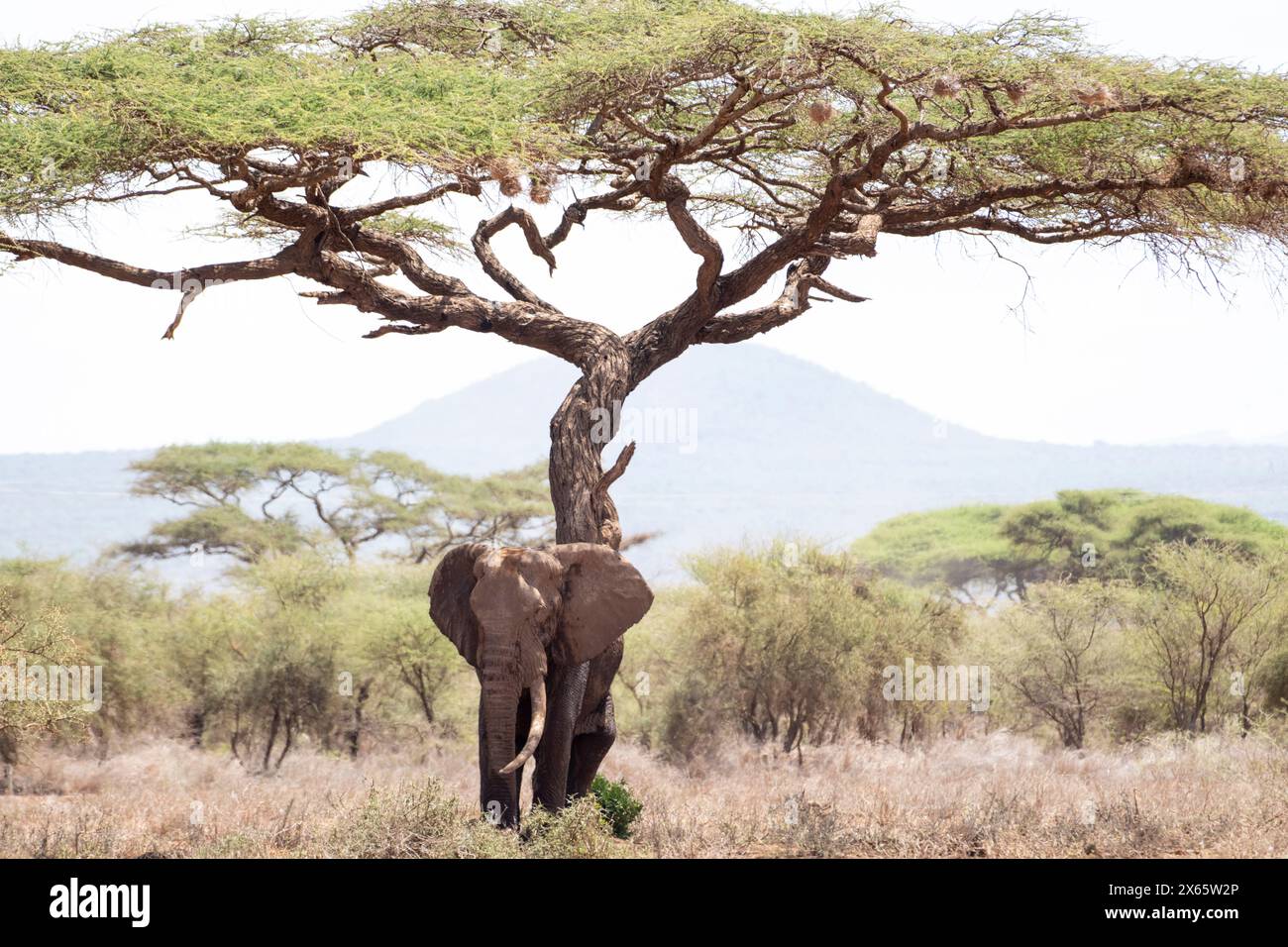 An elephant hides from the heat under a tall tree in Amboseli Na Stock Photo - Alamy