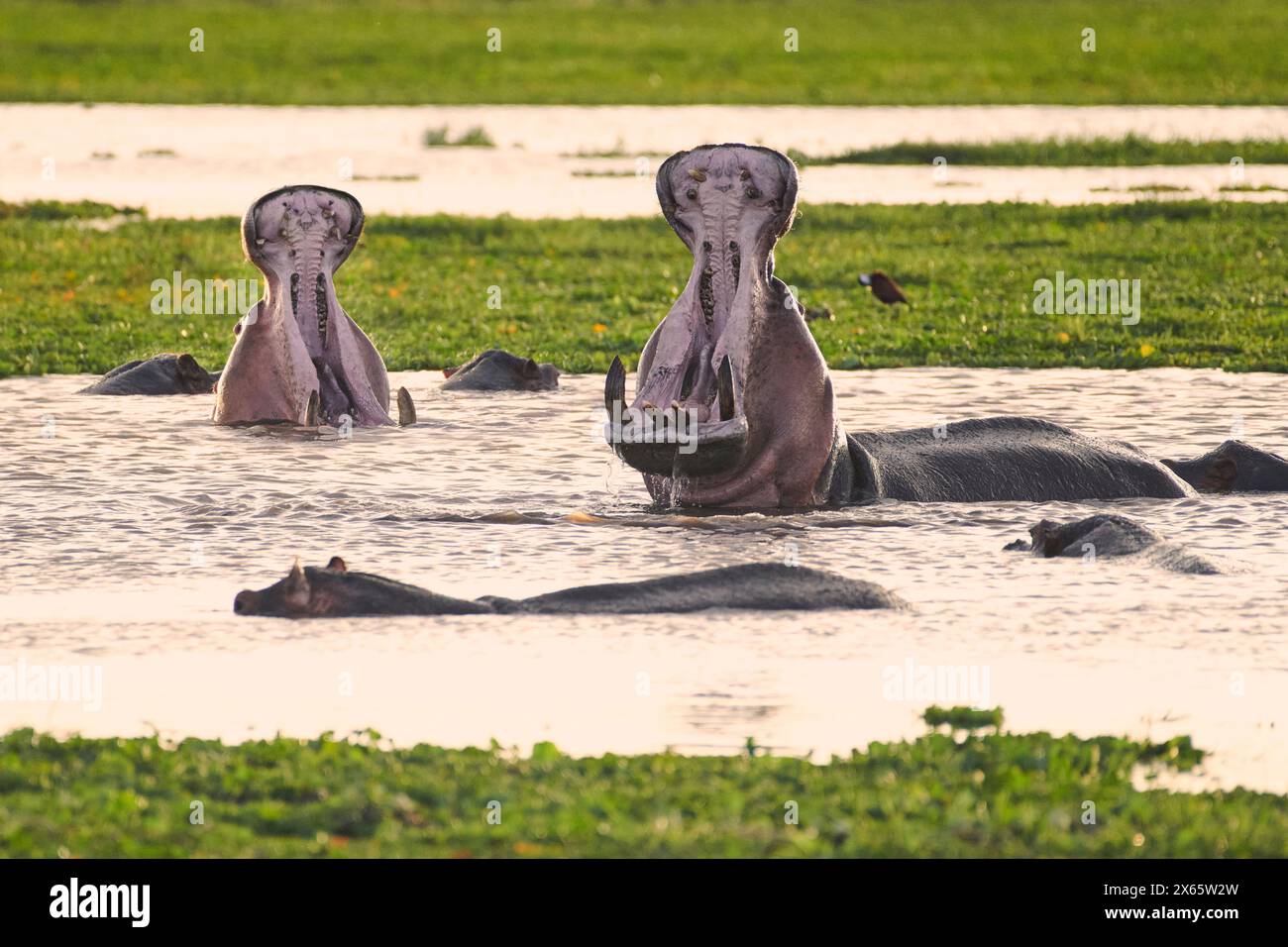 A couple of hippos show off their giant jaws in a colorful pond Stock ...