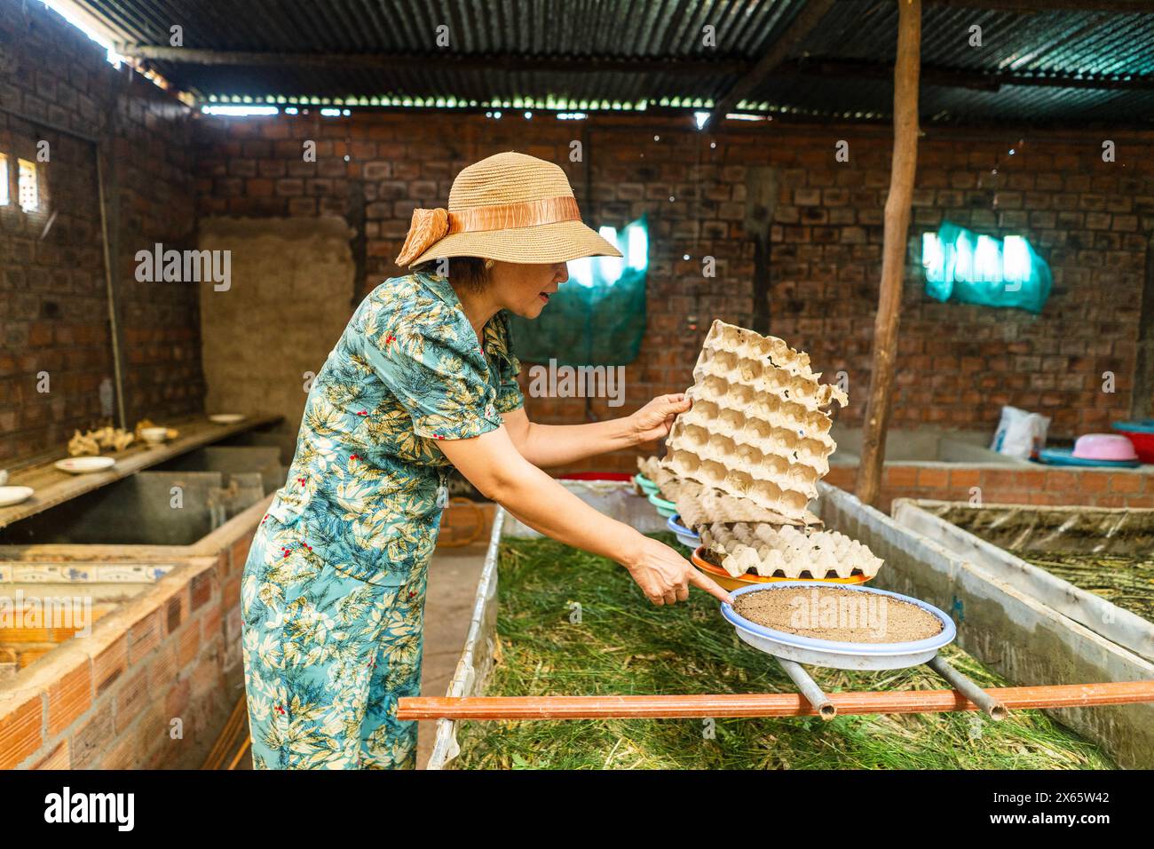Vietnam, Central, Dalat province, woman in a cricket farm Stock Photo ...