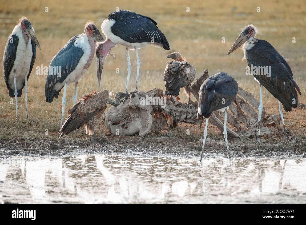 Clean bones hi-res stock photography and images - Alamy
