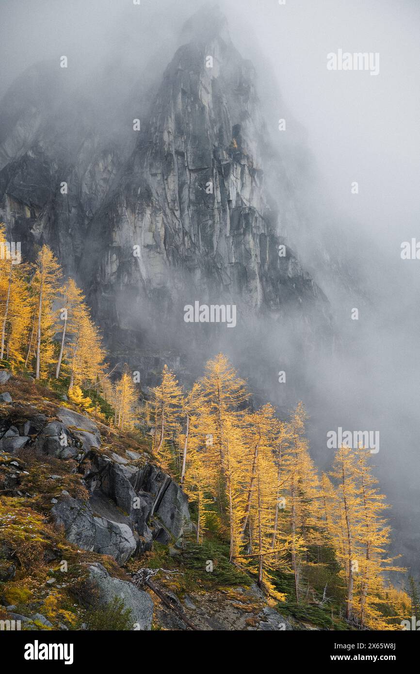 Yellow larches and misty mountains in the Enchantments in Washington ...