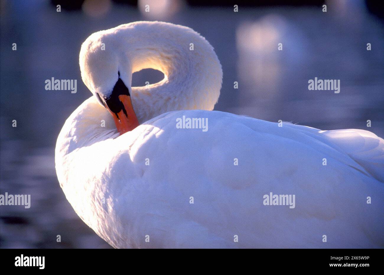 White Swan ( Cygnus olor), Chiemsee, Upper Bavaria, Germany, Europe ...