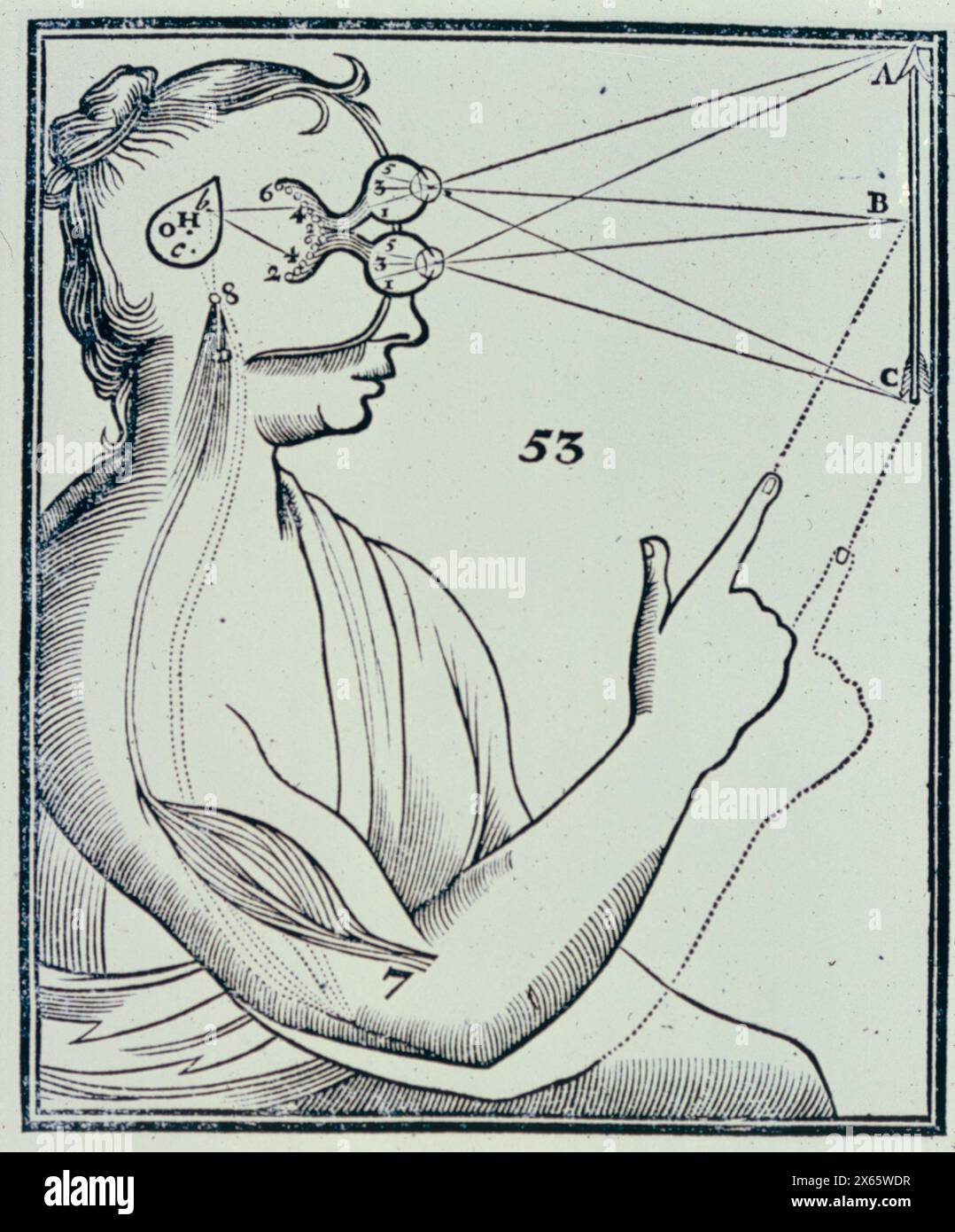 System of vision from Descartes Tractatus de Homine, illustration Stock ...