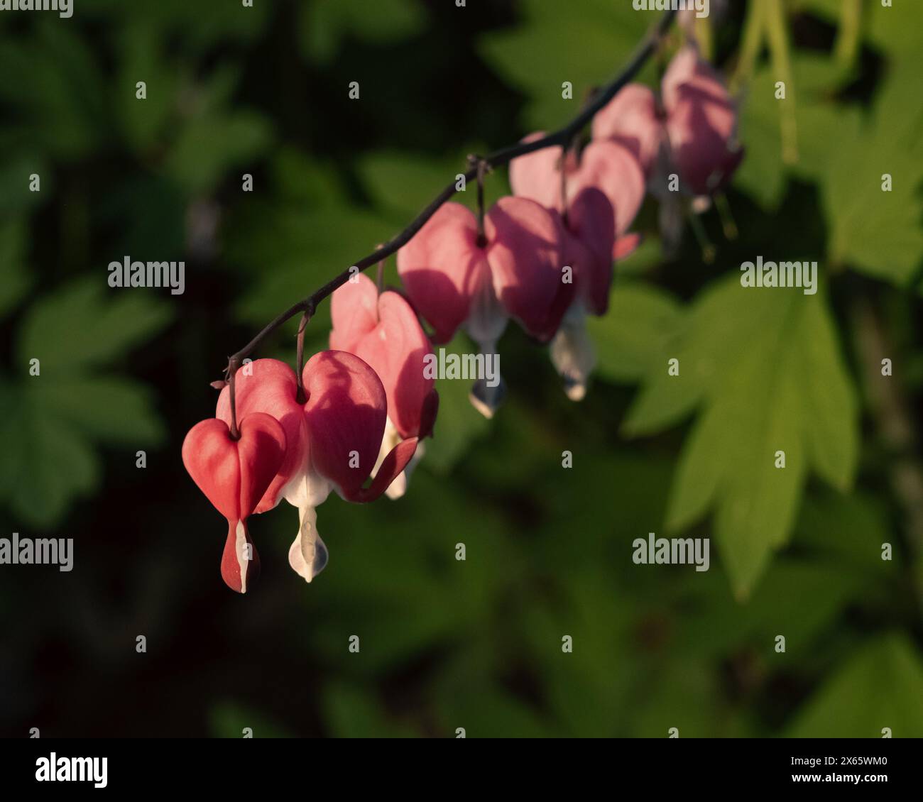 Bleeding heart bloom and leaves Stock Photo - Alamy