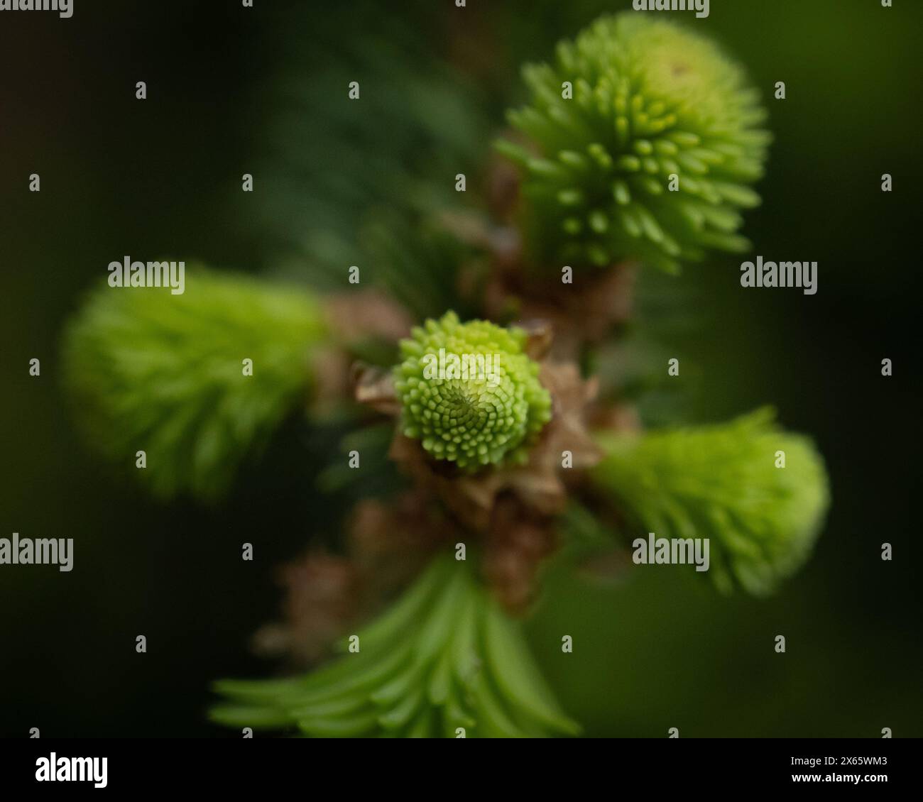 Weeping norway spruce hi-res stock photography and images - Alamy
