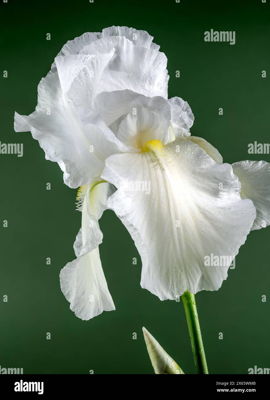 Blooming white iris Immortality on a green background Stock Photo - Alamy