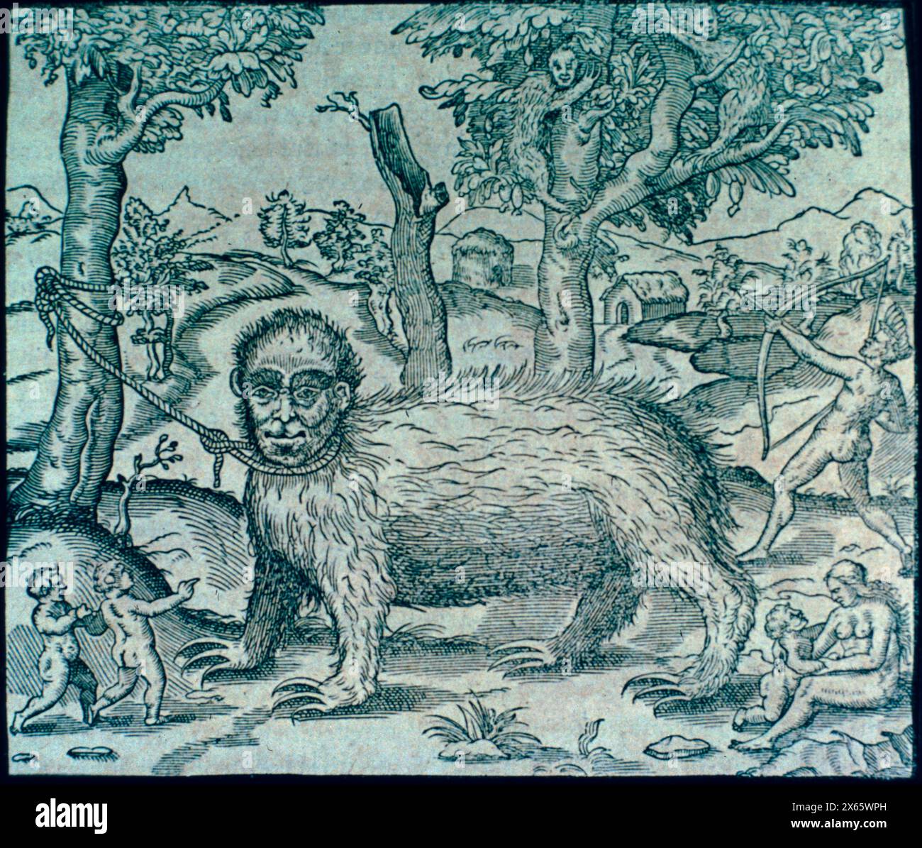 A New World beast, illustration, 16th century Stock Photo - Alamy