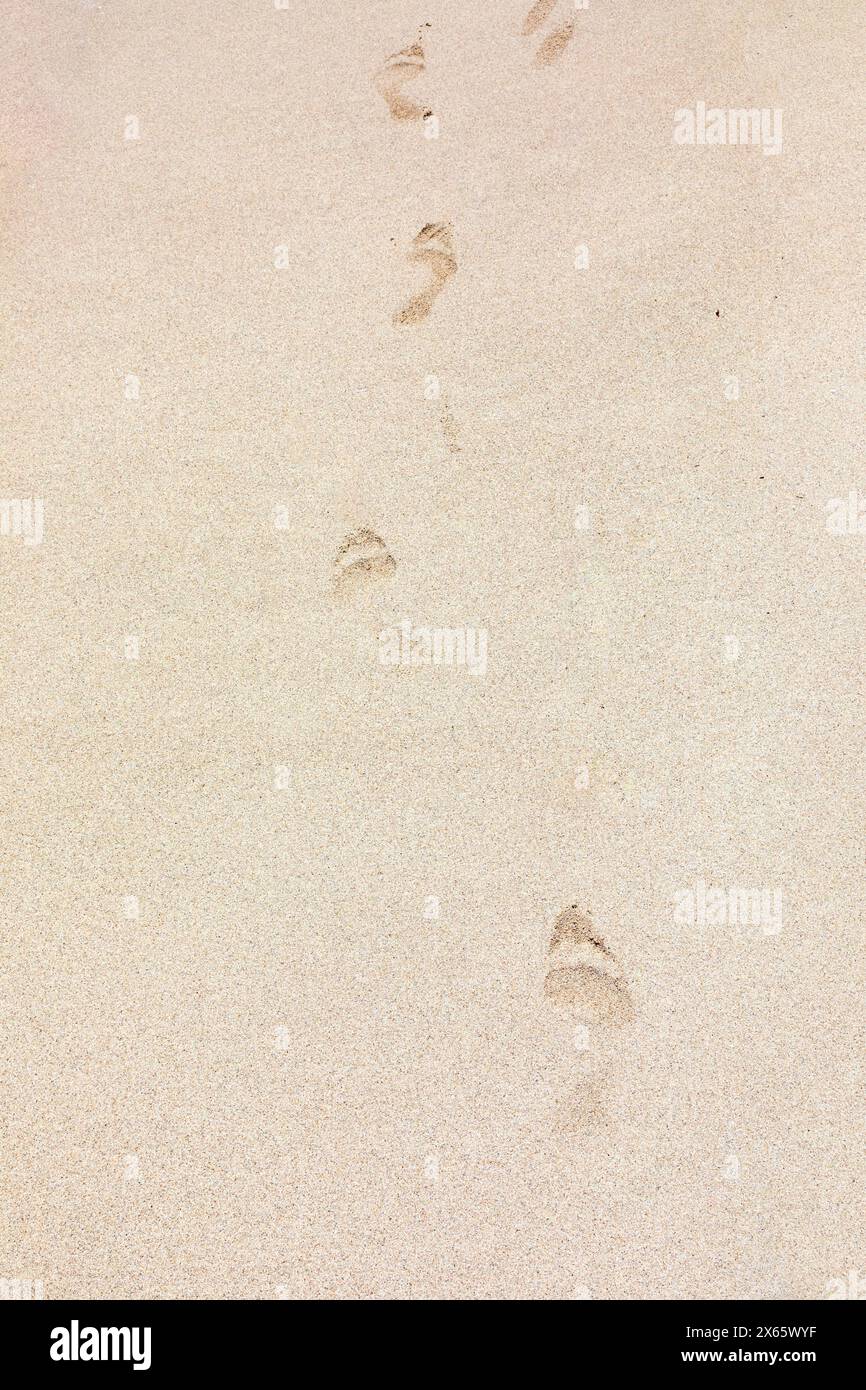 detailed background of footprint at the fine beach sand Stock Photo - Alamy