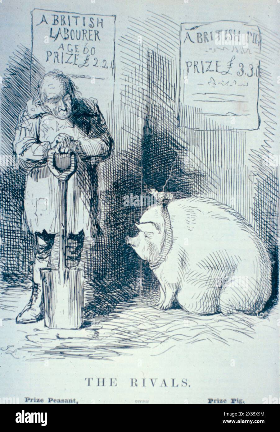 Cartoon about poverty with a farm labourer and a pig, Britain 1846 ...