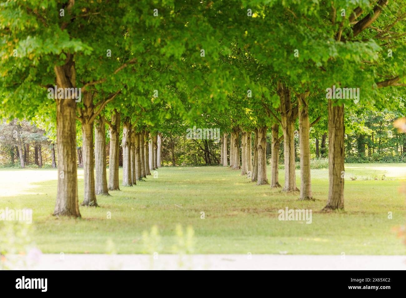 Serene tree-lined pathway in a lush green park Stock Photo - Alamy