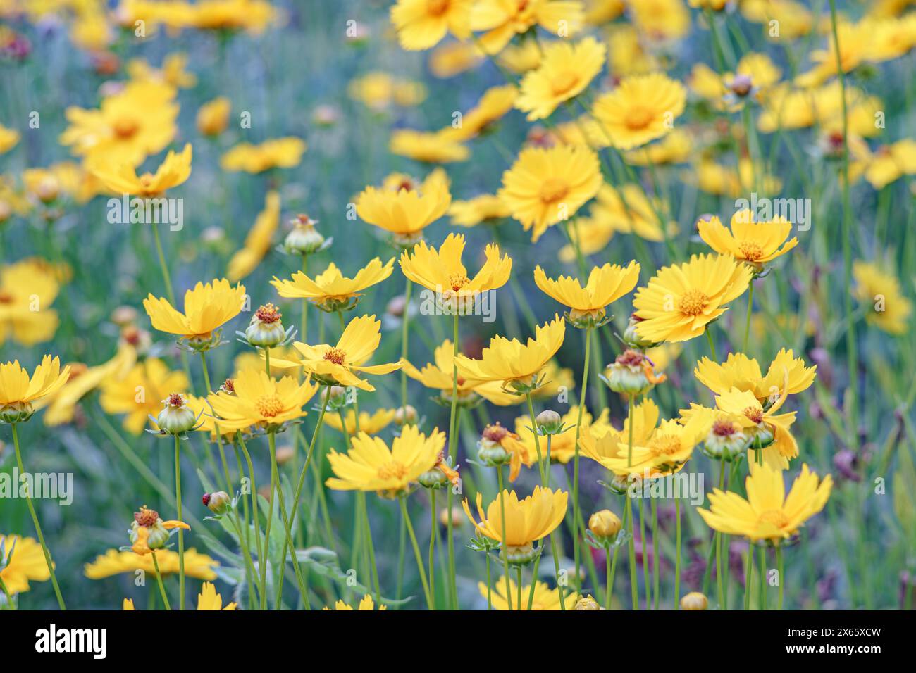 Field of yellow flower Coreopsis lanceolata, Lanceleaf Tickseed or ...