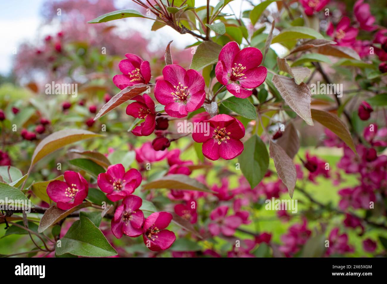Pink crabapple blossoms on a beautiful spring day Stock Photo - Alamy